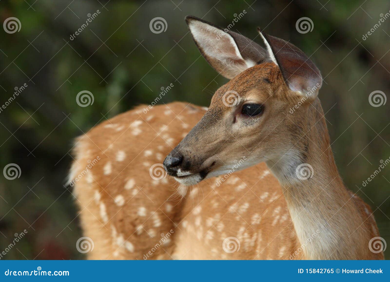 Fading Spots stock image. Image of animals, fawn, texas - 15842765