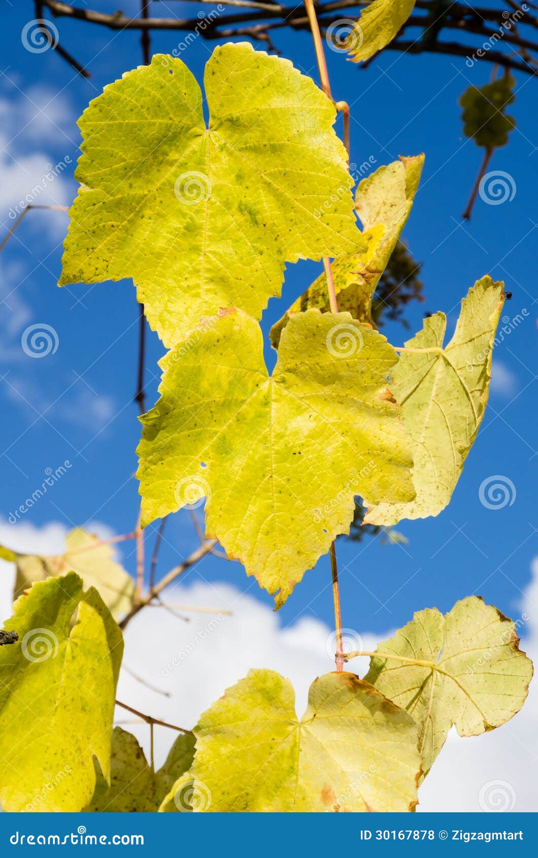 Fading Yellow Grape Leaves on Vine Stock Photo - Image of farm, flora ...