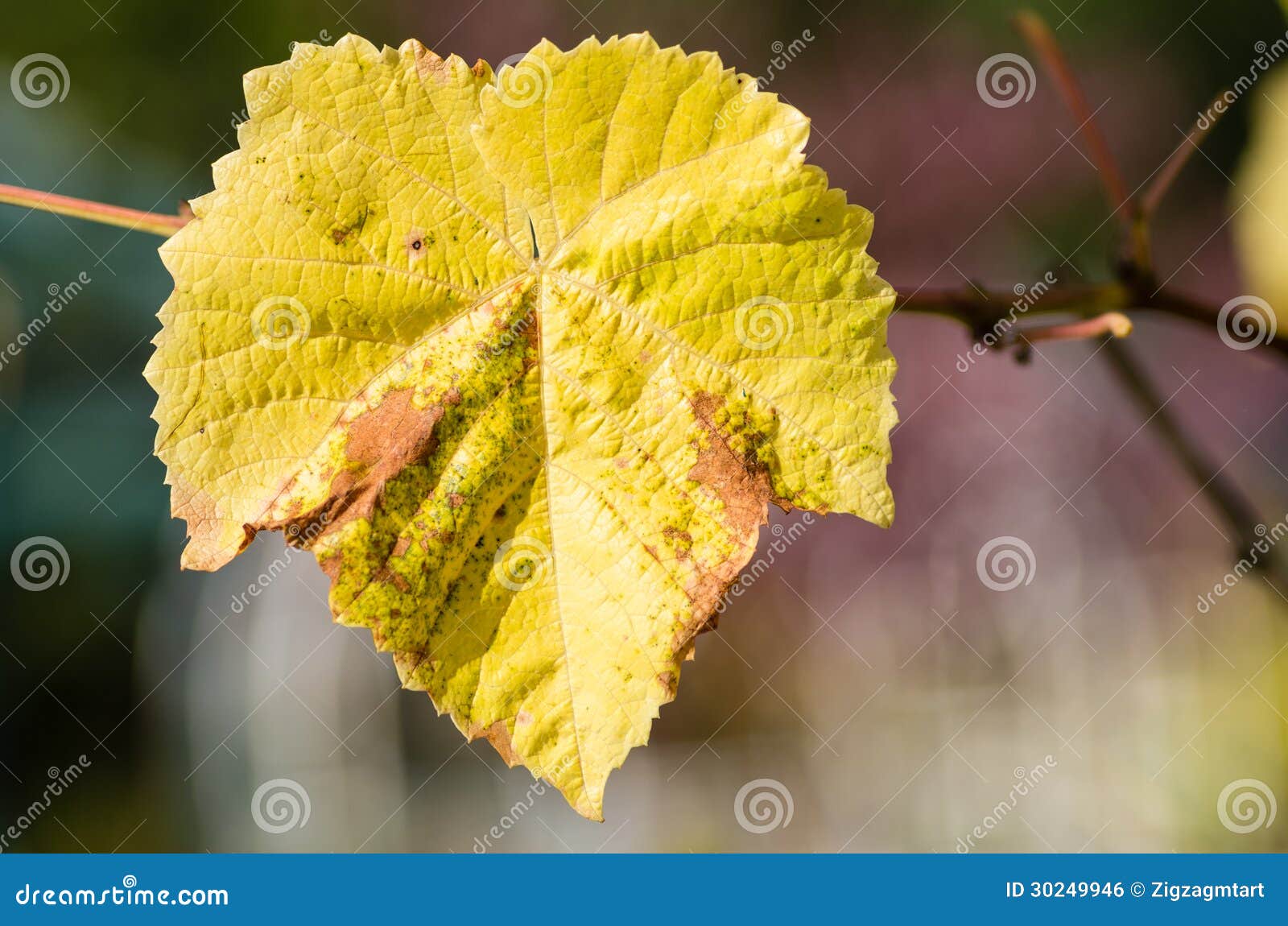 Fading Yellow Grape Leaves on Vine Stock Photo - Image of food, foliage ...