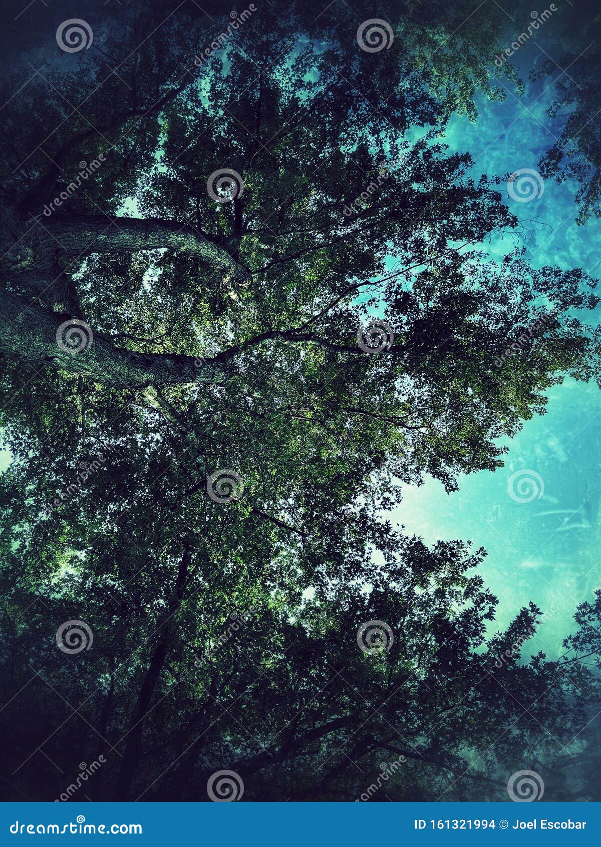 Fae trees stock photo. Image of trees, forest, fantasy - 161321994