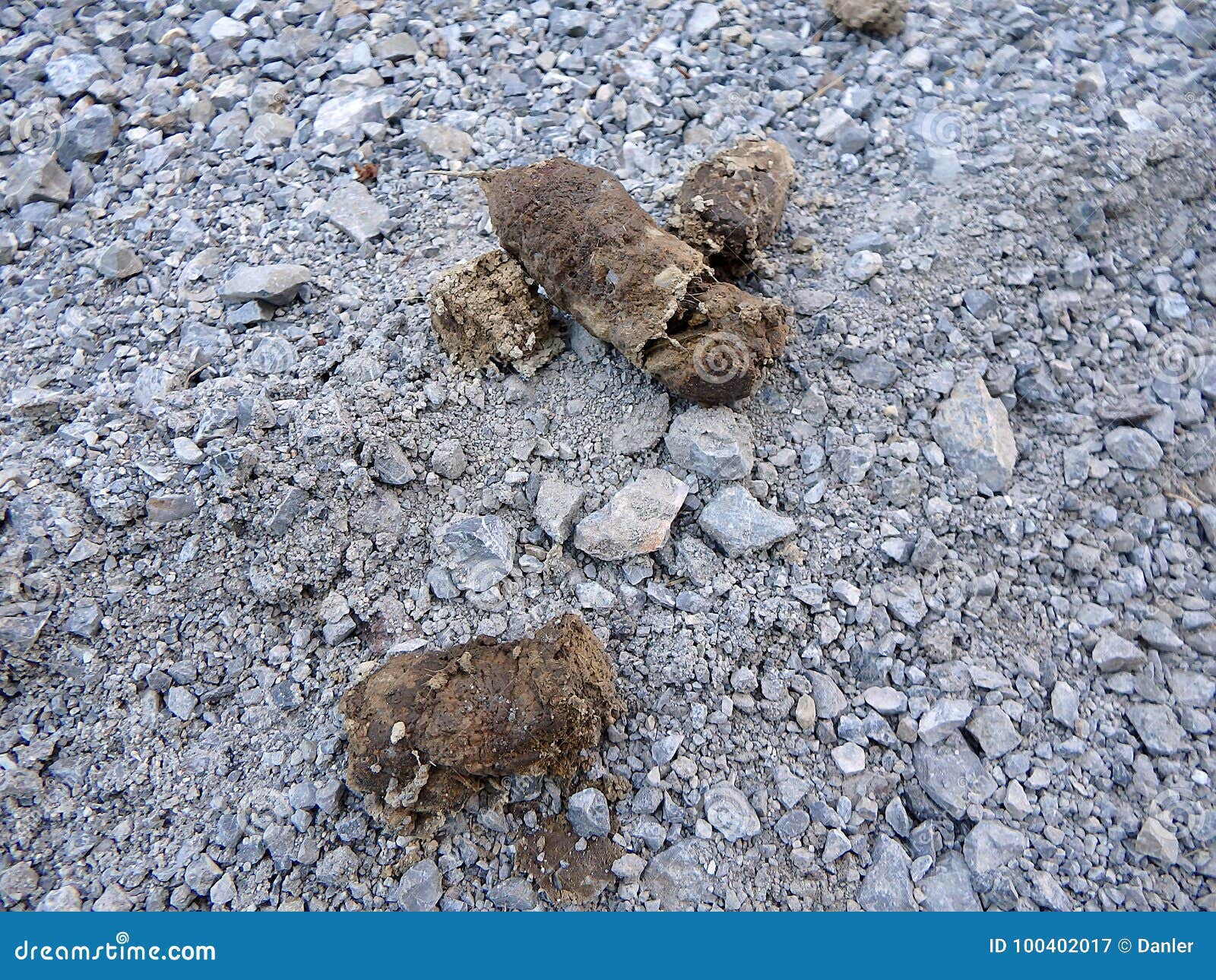 Faeces in the forest stock image. Image of dung, identification - 100402017