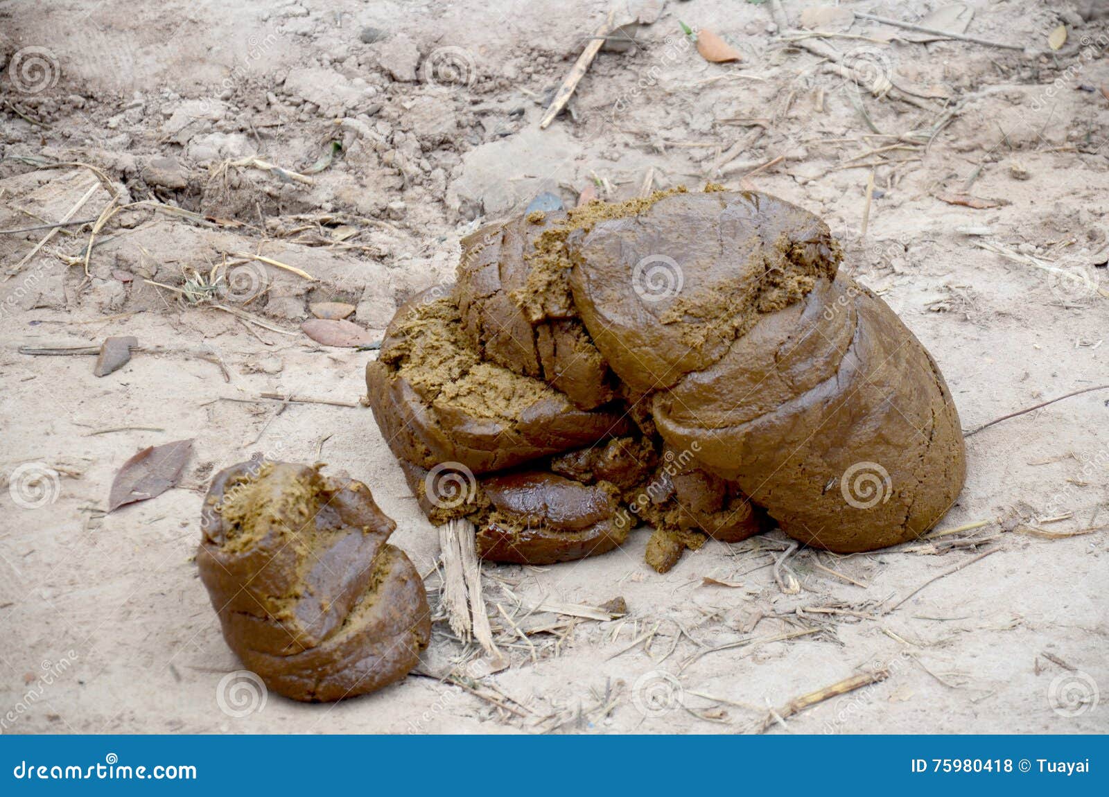 Faeces of Water Buffalo on Ground Stock Photo - Image of smell, shit ...