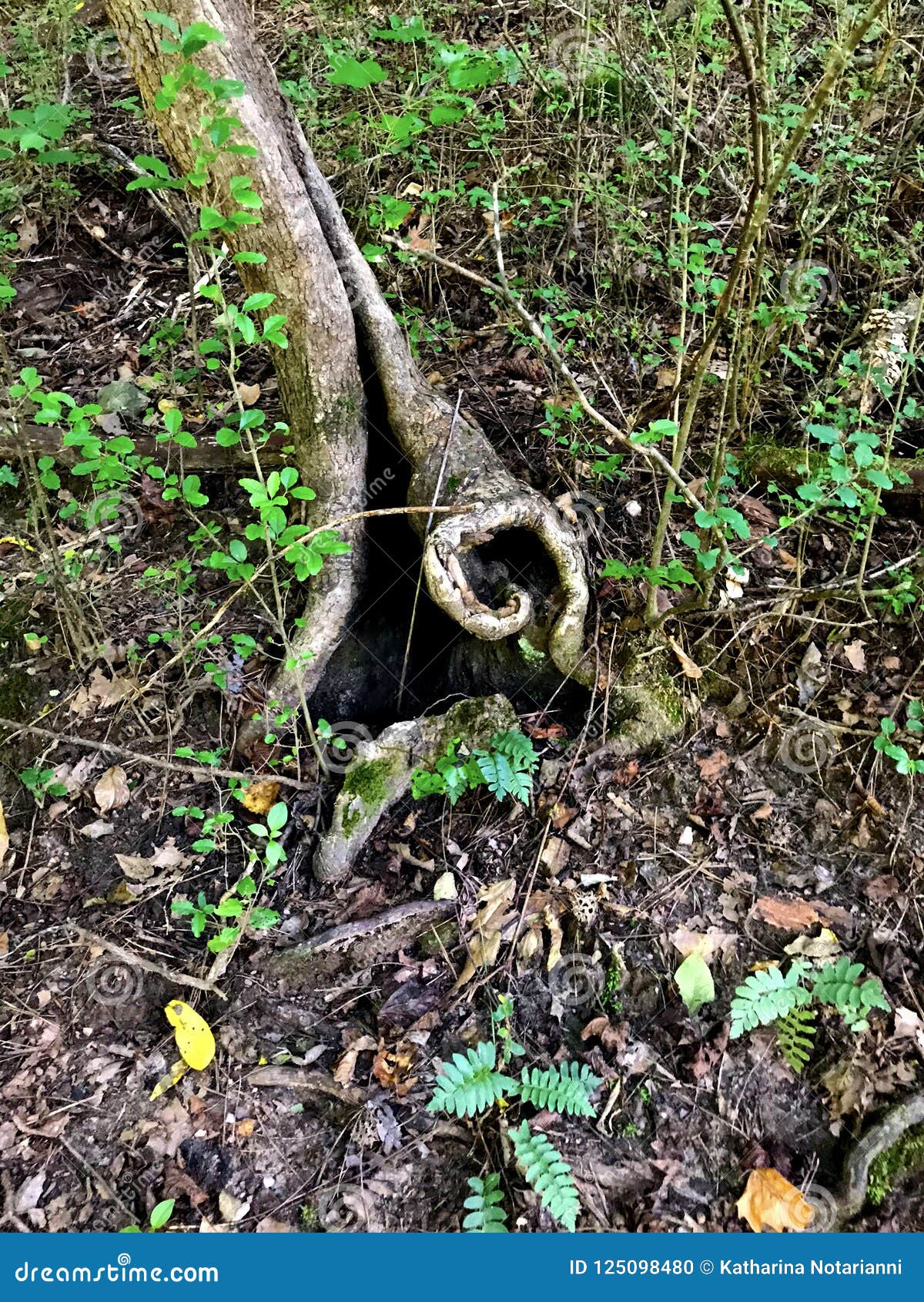 Faery Portal - Gnarled Tree Root in the Forest Stock Photo - Image of ...