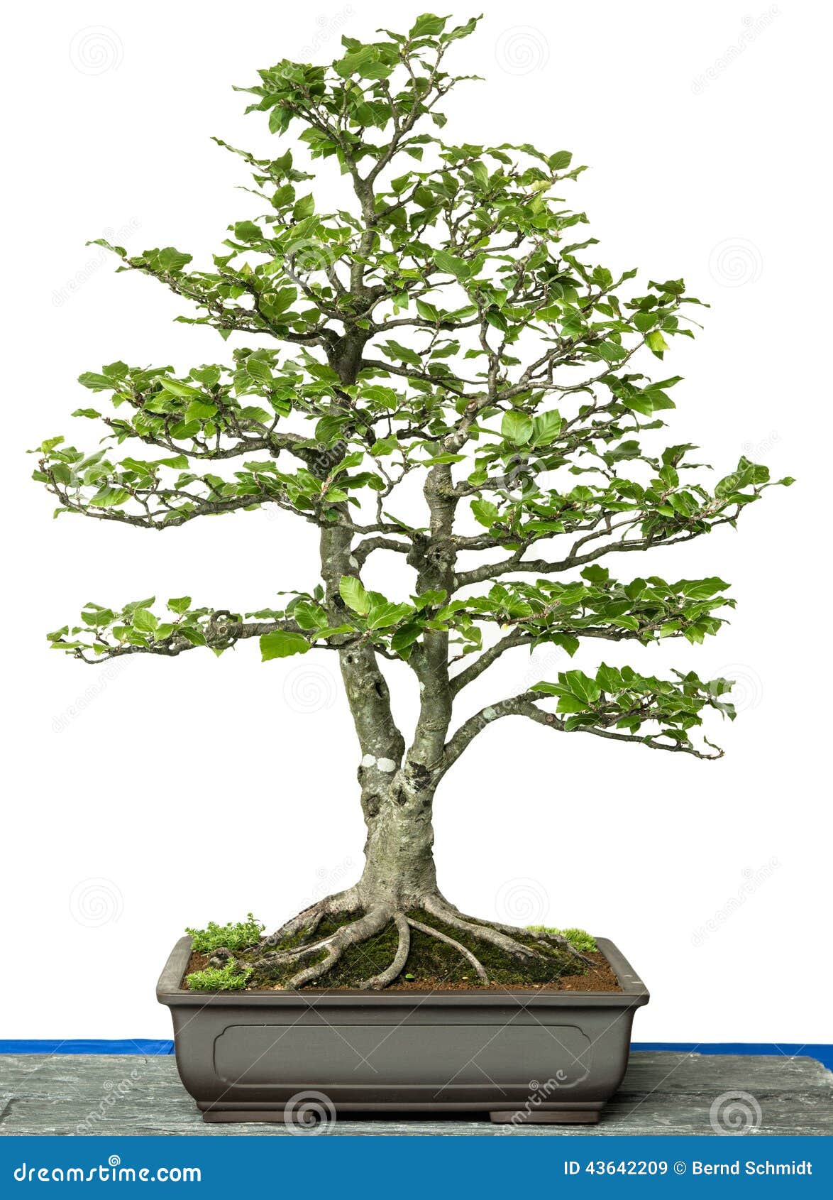 Faggio Comune Come Albero Dei Bonsai Immagine Stock - Immagine di nave ...