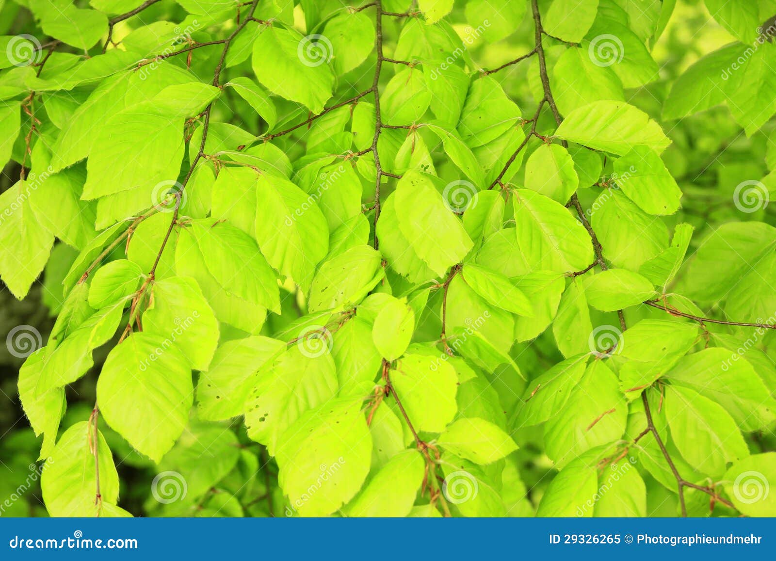 Faggio Comune (sylvatica Del Fagus) Immagine Stock - Immagine di molla ...