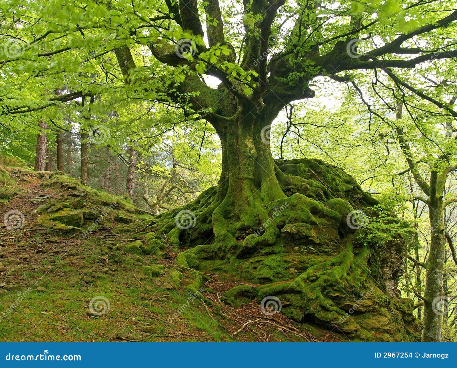 Faggio europeo o comune fotografia stock. Immagine di cascata - 2967254