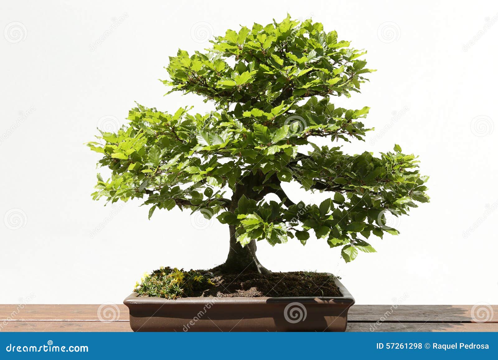 Faggio Europeo O Comune (fagus Sylvatica) Fotografia Stock - Immagine ...