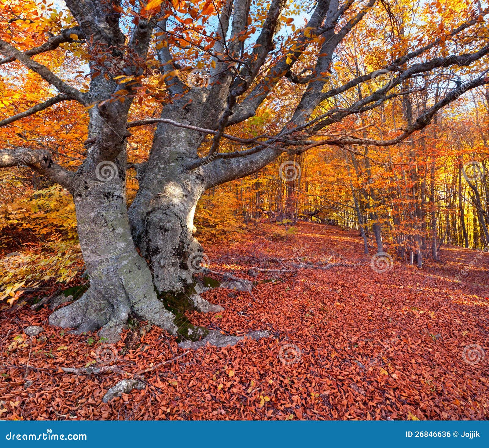 Faggio Nella Foresta Variopinta Di Autunno Fotografia Stock - Immagine ...