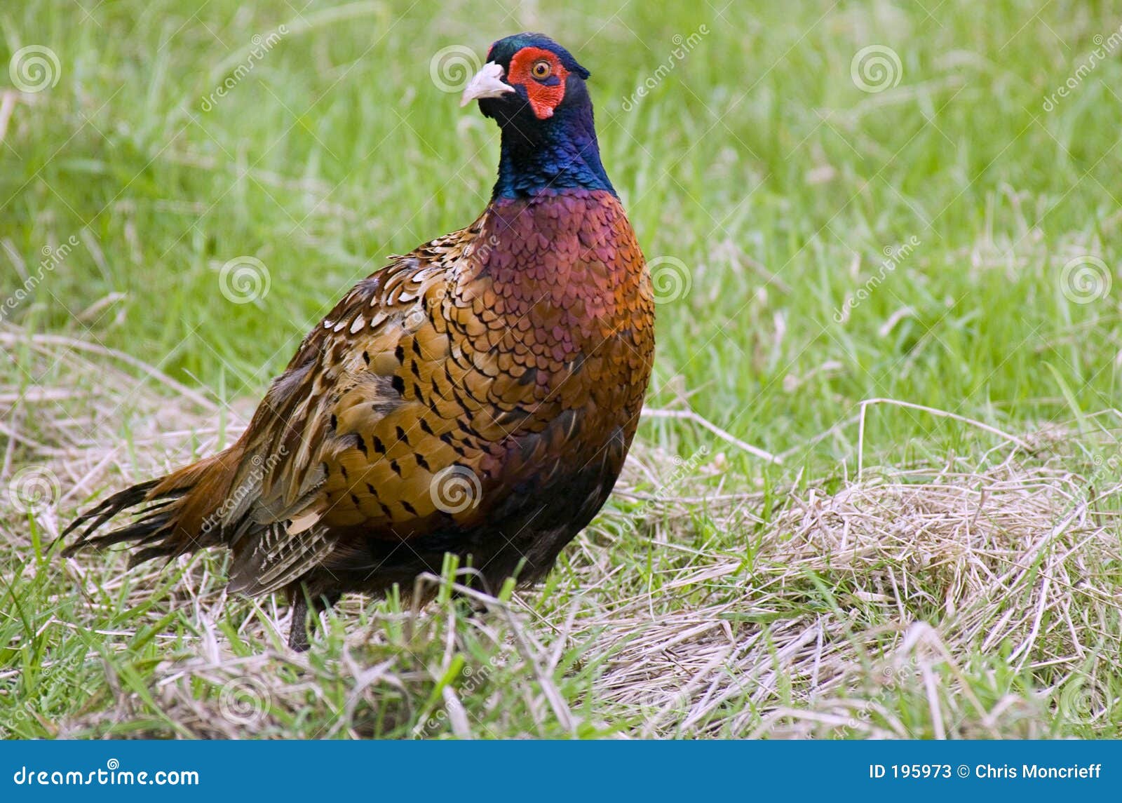 Fagiano immagine stock. Immagine di europeo, maschio, terra - 195973