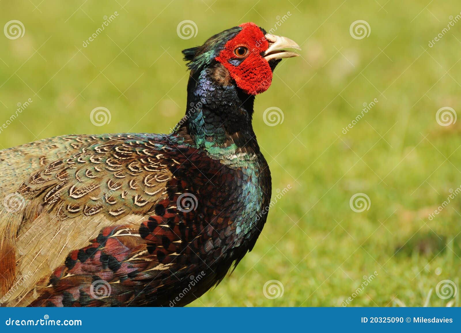 Fagiano fotografia stock. Immagine di erba, piume, pollame - 20325090