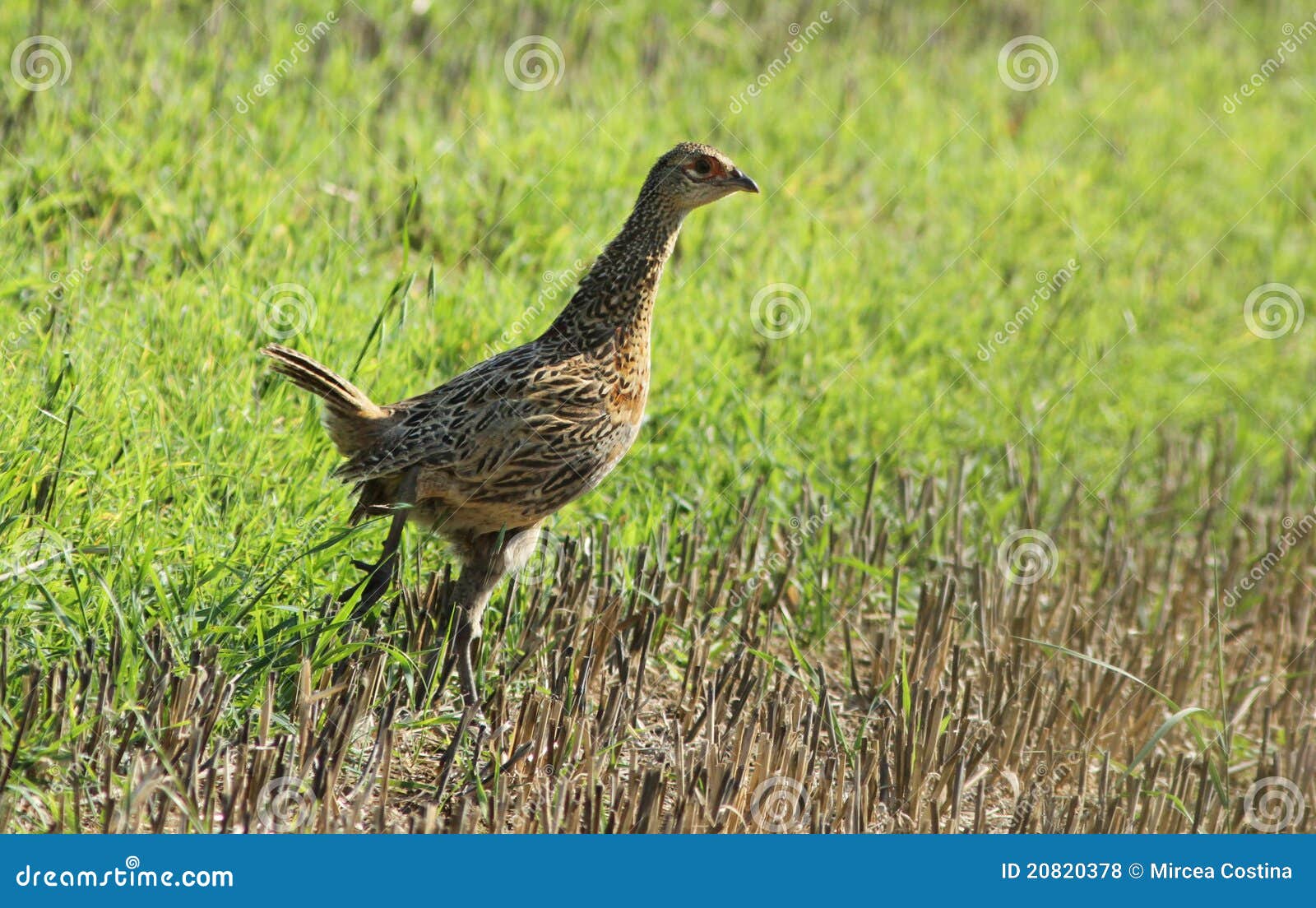 Fagiano comune fotografia stock. Immagine di animale - 20820378