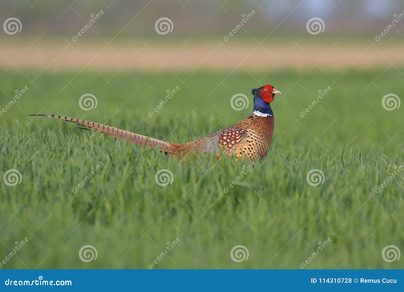 Fagiano Comune Anche Conosciuto Come Il Fagiano Con Il Collo Dell ...