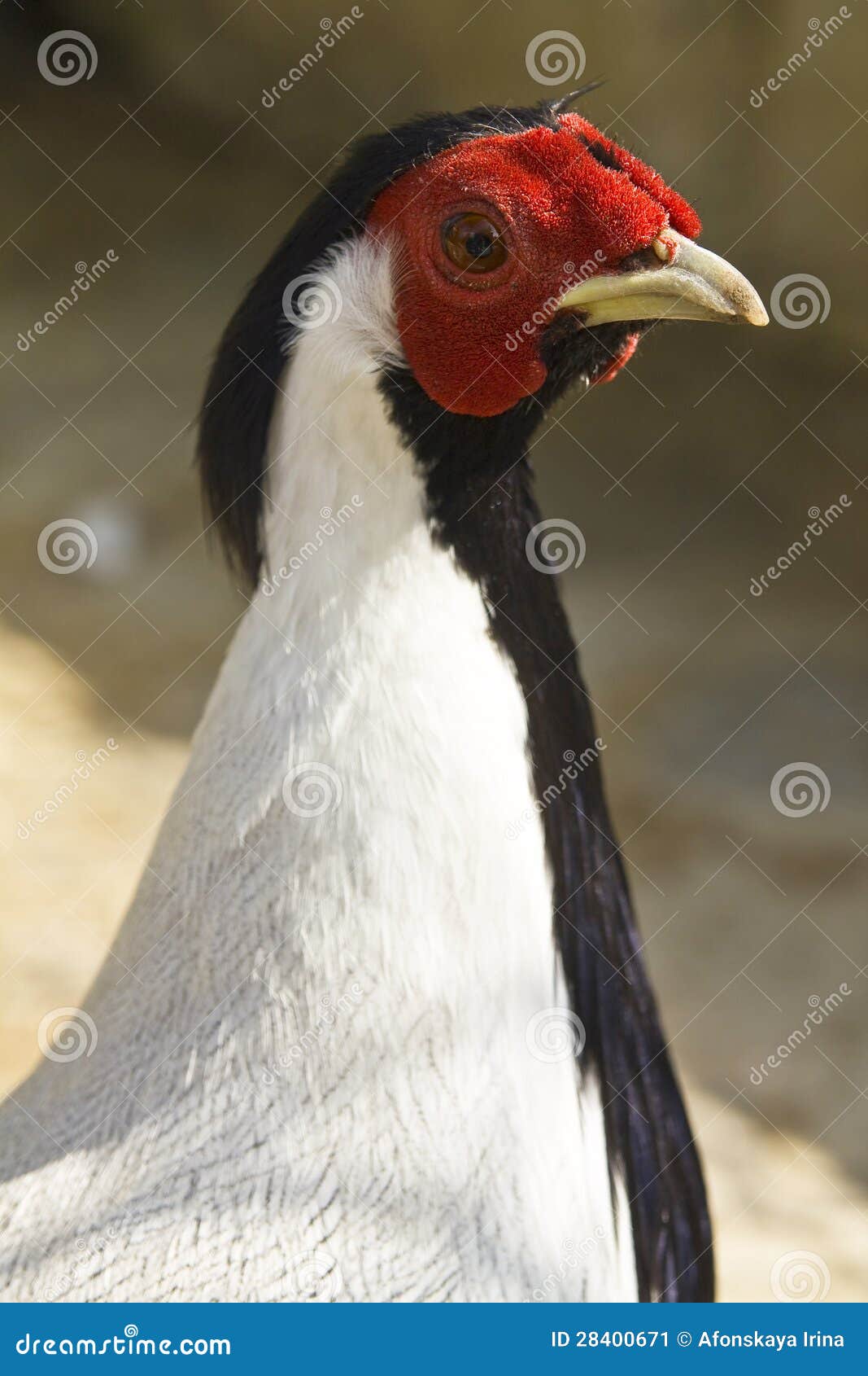 Fagiano Comune Anello-con Il Collo Immagine Stock - Immagine di nero ...