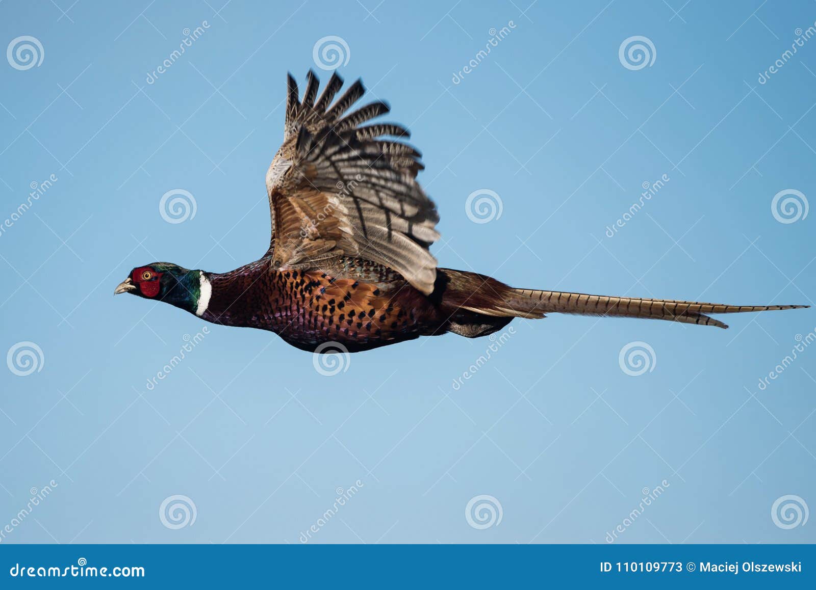 Fagiano Comune, Fagiano, Colchicus Del Phasianus Immagine Stock ...