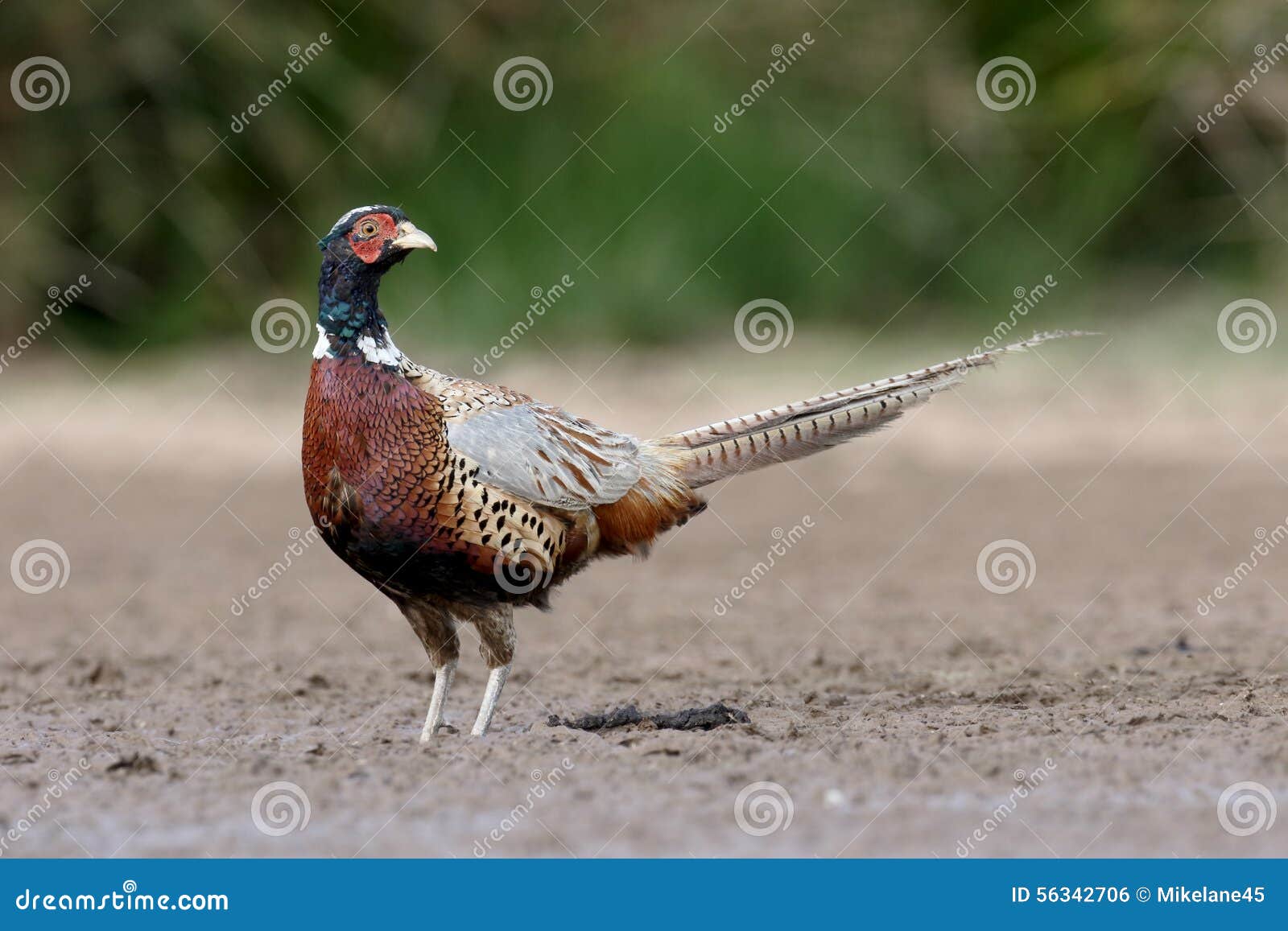Fagiano Comune, Colchicus Del Phasianus Fotografia Stock - Immagine di ...