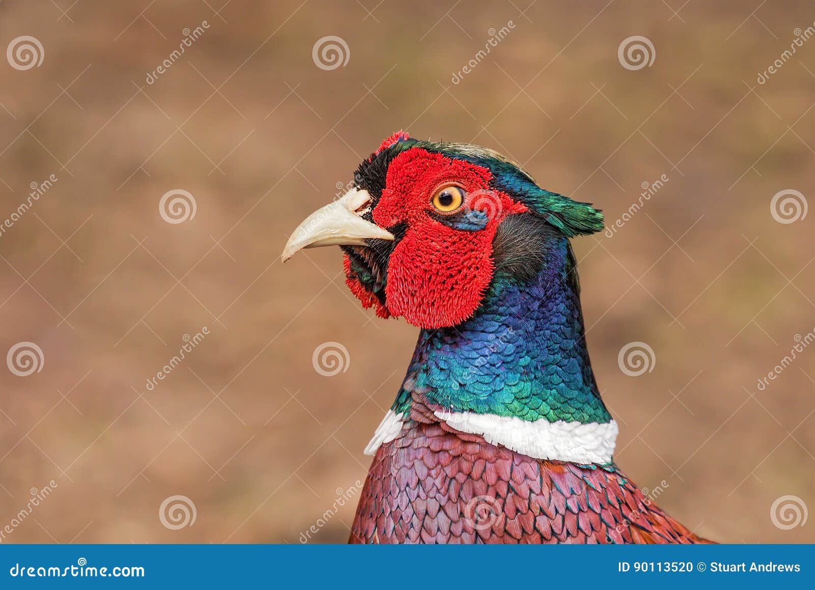 Fagiano Comune Del Gallo - Colchicus Del Phasianus Fotografia Stock ...