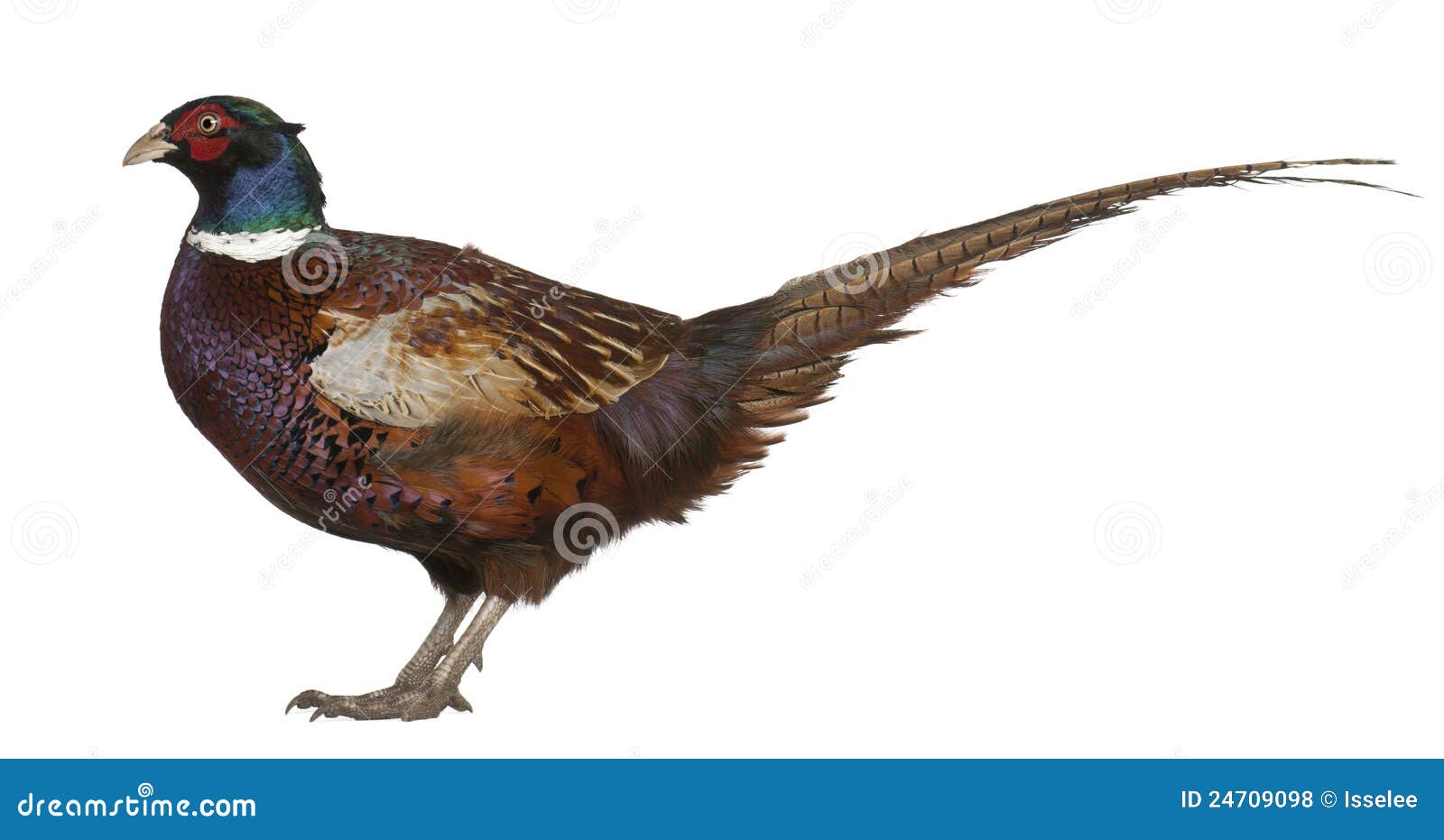 Fagiano Comune Europeo Maschio Fotografia Stock - Immagine di marrone ...