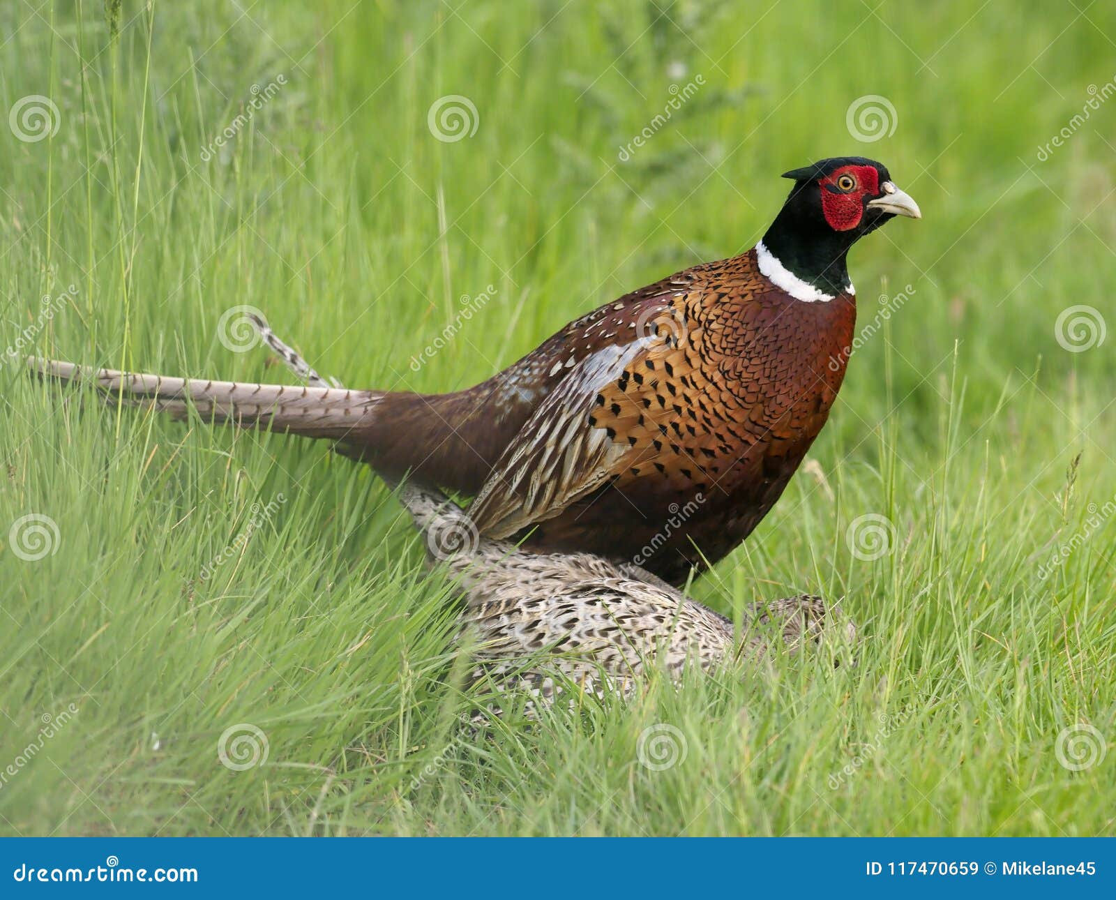 Fagiano Comune O Fagiano Anello-con Il Collo, Colchicus Del Phasianus ...
