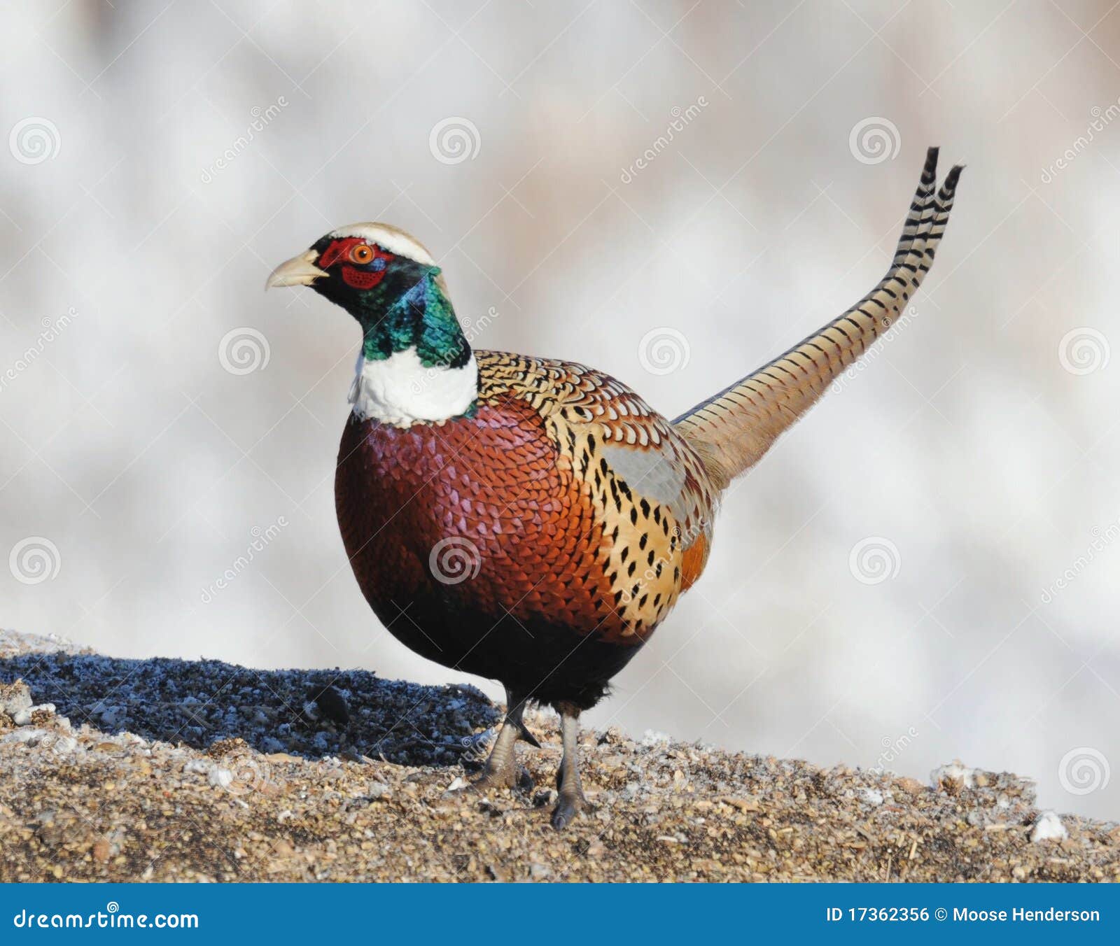 Fagiano Comune Sulla Collina Fotografia Stock - Immagine di rosso ...