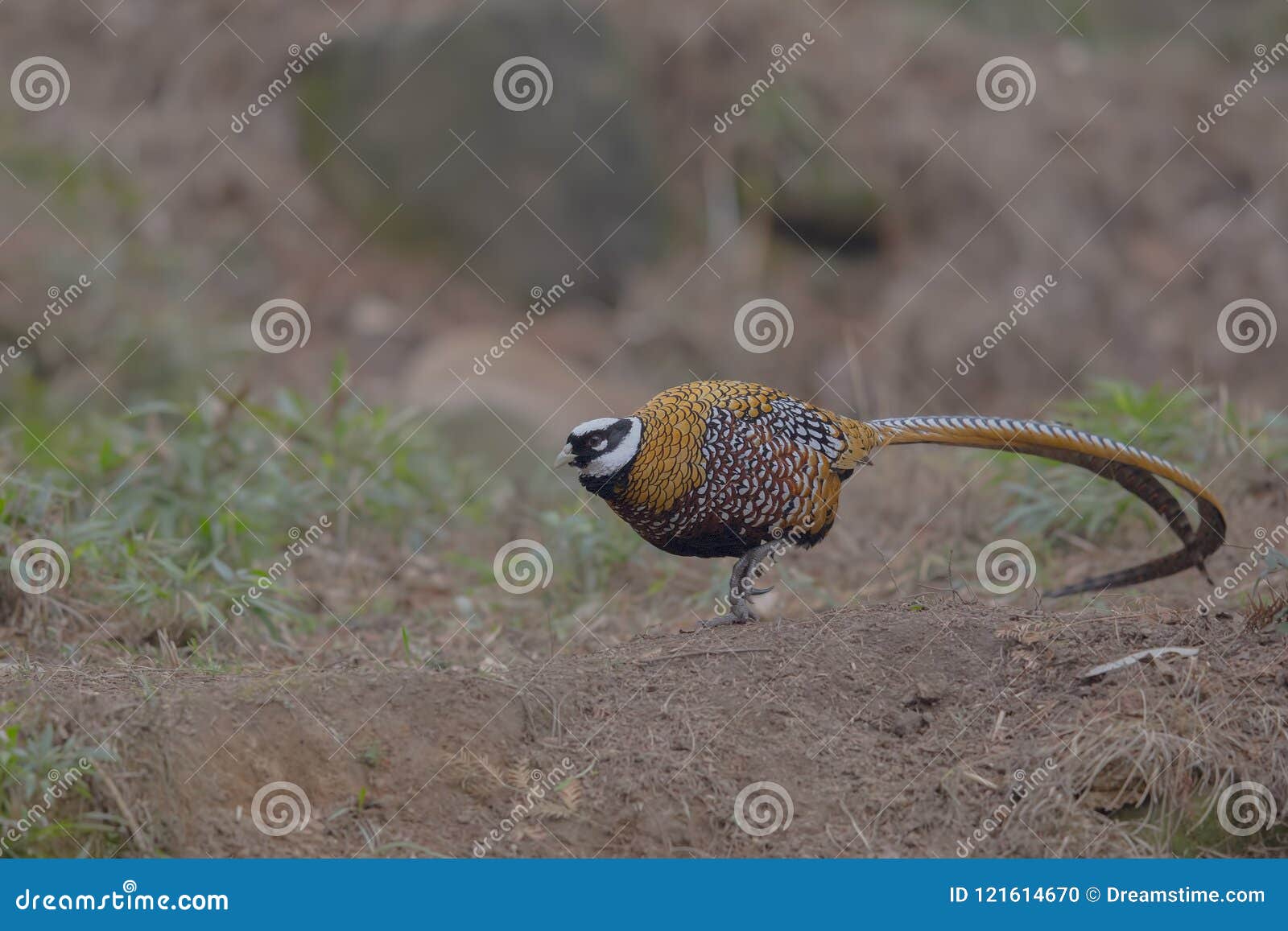 Fagiano del ` s di Reeves fotografia stock. Immagine di cina - 121614670