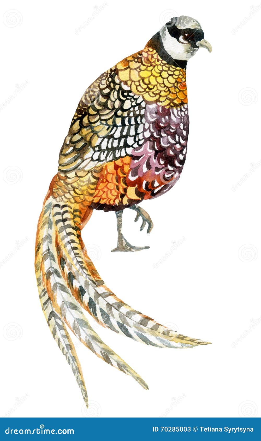 Fagiano Dell'acquerello Isolato Su Bianco Illustrazione di Stock ...