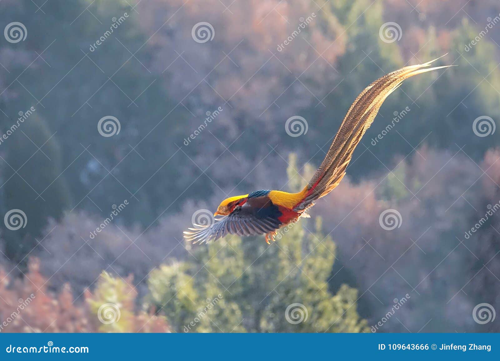 Fagiano dorato fotografia stock. Immagine di cina, nave - 109643666