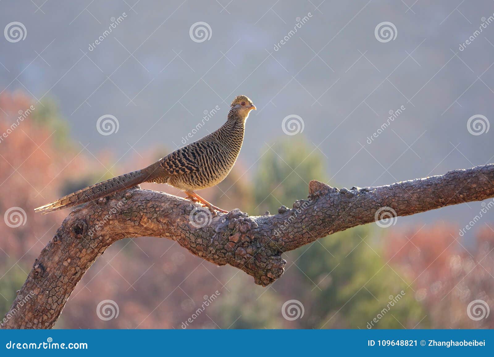 Fagiano dorato immagine stock. Immagine di dorato, fagiano - 109648821