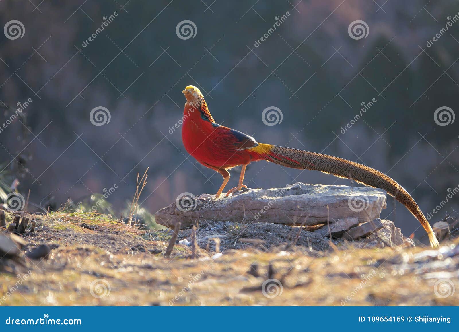 Fagiano dorato immagine stock. Immagine di rosso, fagiano - 109654169