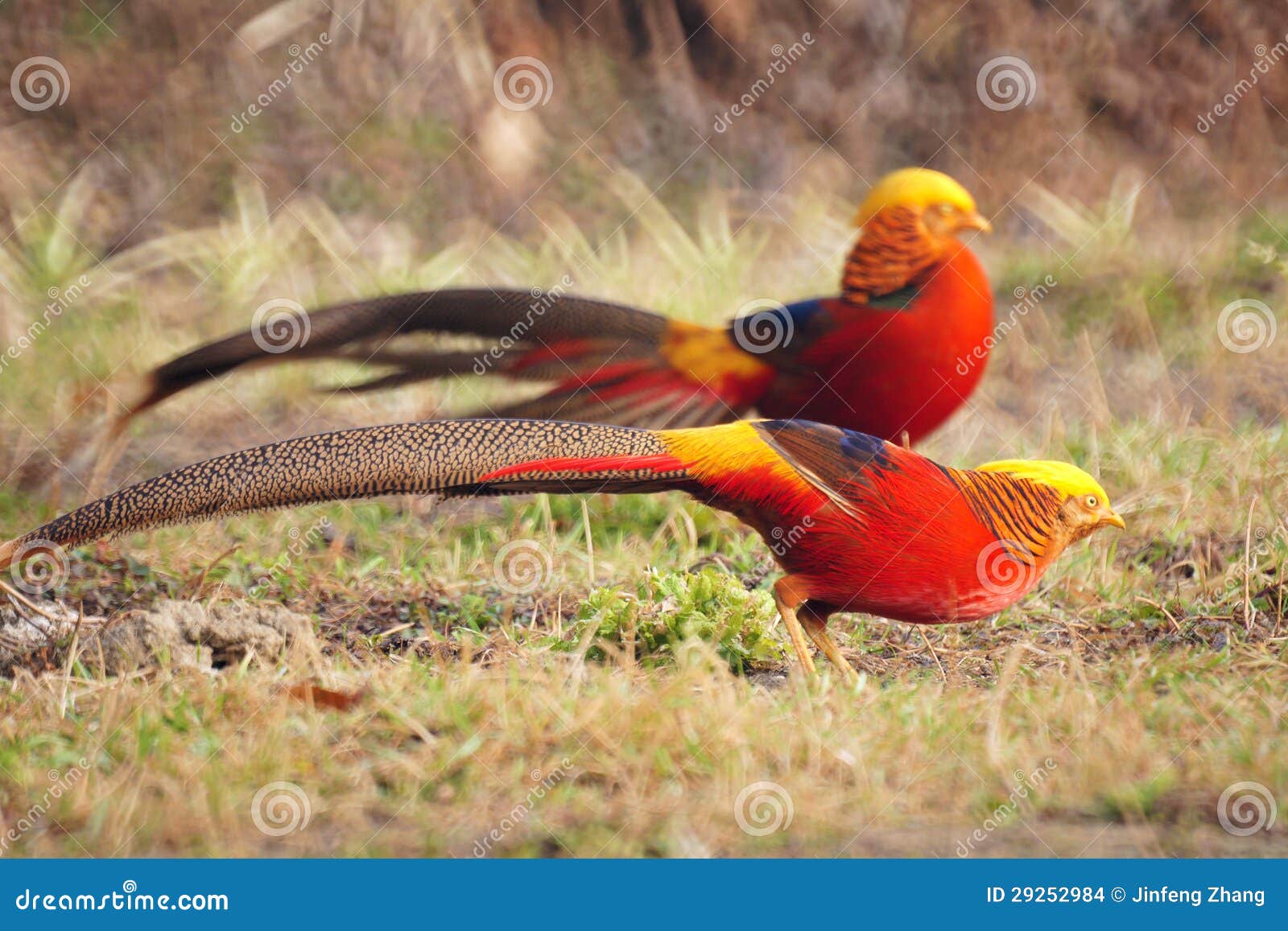 Fagiano dorato fotografia stock. Immagine di chiaro, cina - 29252984