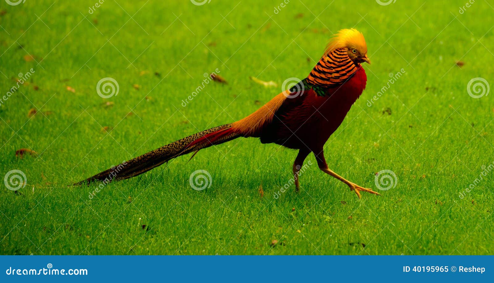 Fagiano dorato immagine stock. Immagine di tali, dorato - 40195965