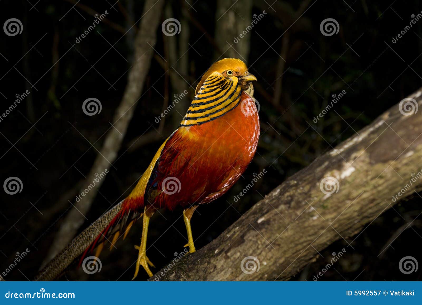 Fagiano dorato immagine stock. Immagine di intelligente - 5992557