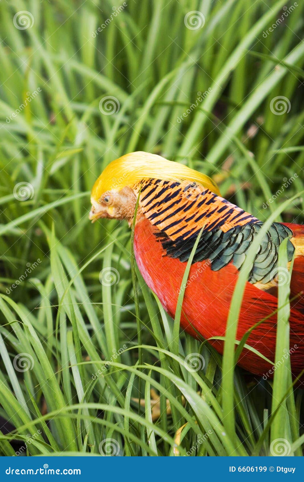 Fagiano dorato immagine stock. Immagine di erbe, asiatico - 6606199