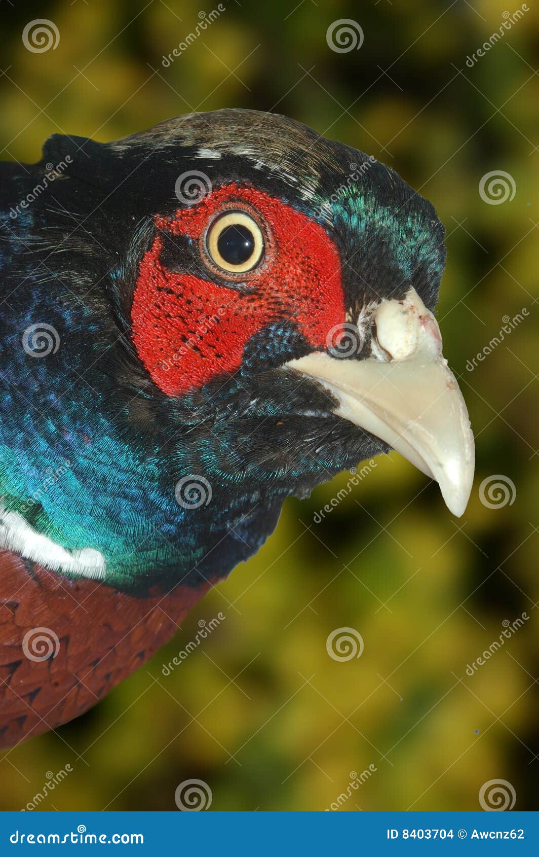 Fagiano dorato fotografia stock. Immagine di becchi, uccelli - 8403704