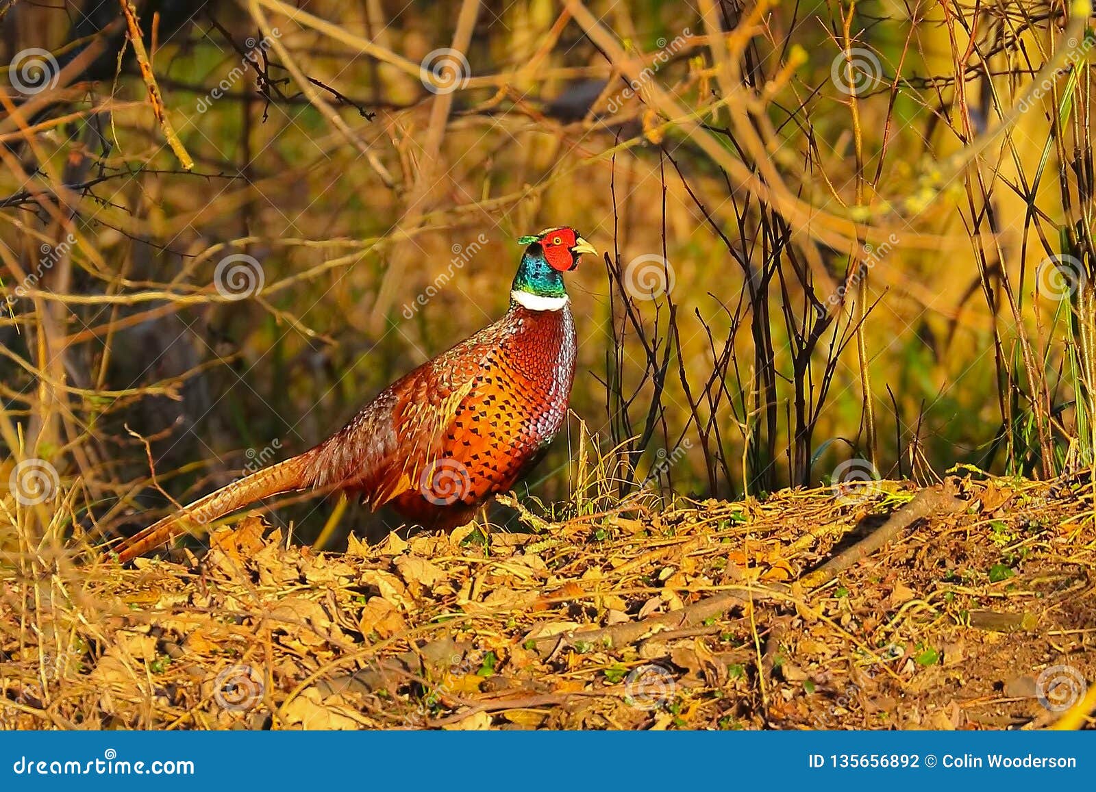 Fagiano dorato di Brown fotografia stock. Immagine di uccelli - 135656892
