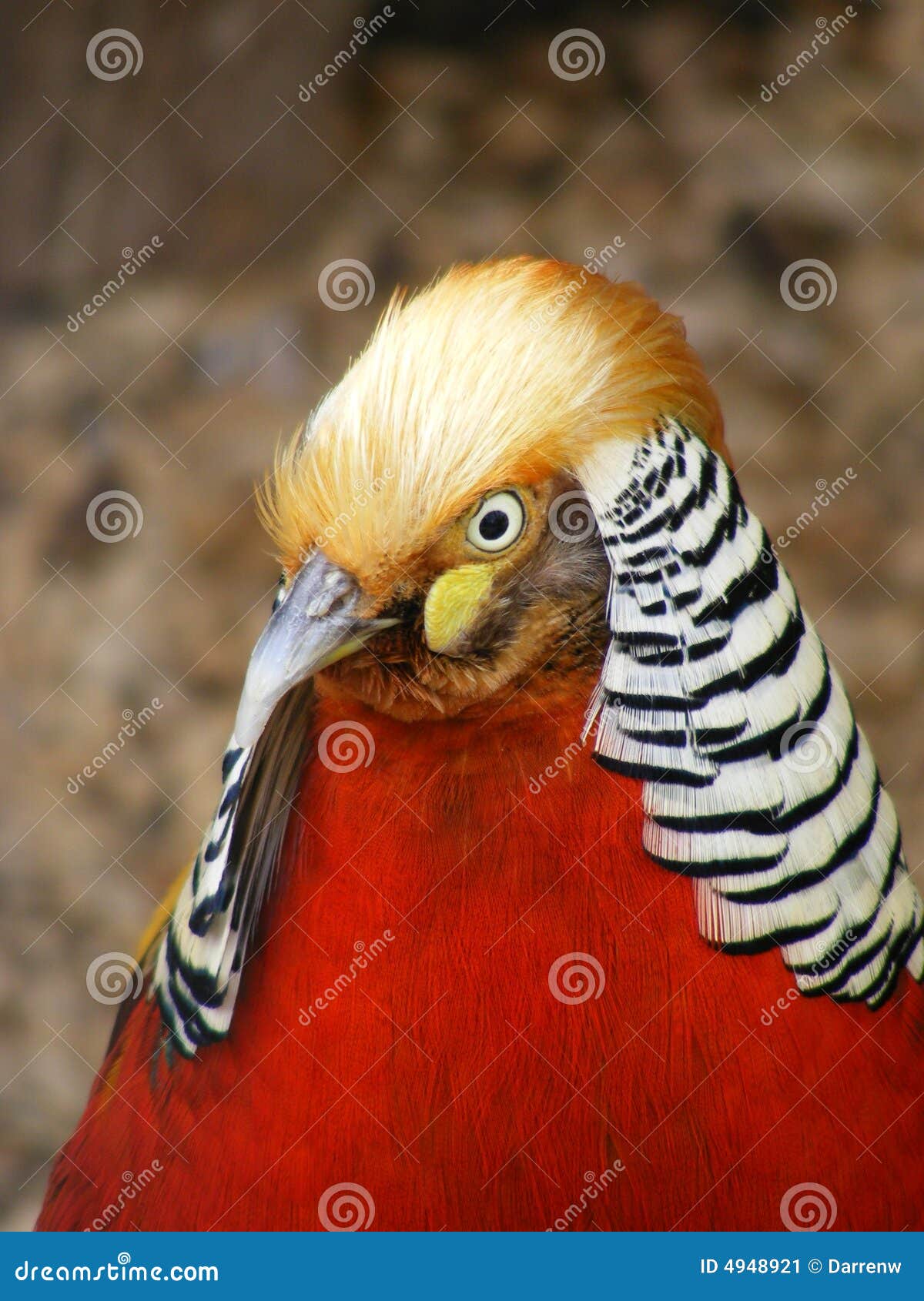 Fagiano dorato rosso immagine stock. Immagine di uccello - 4948921