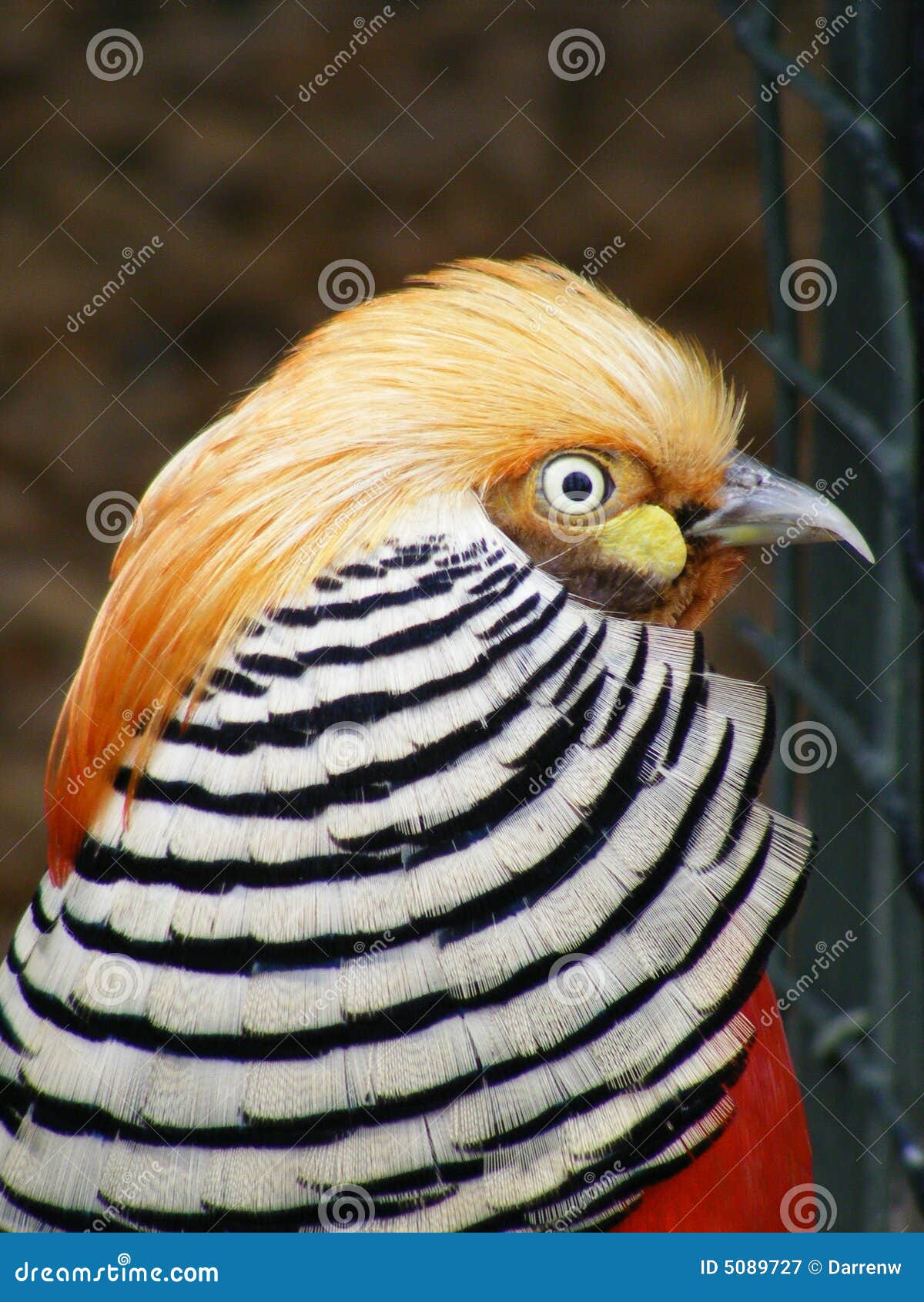 Fagiano dorato rosso immagine stock. Immagine di uccello - 5089727