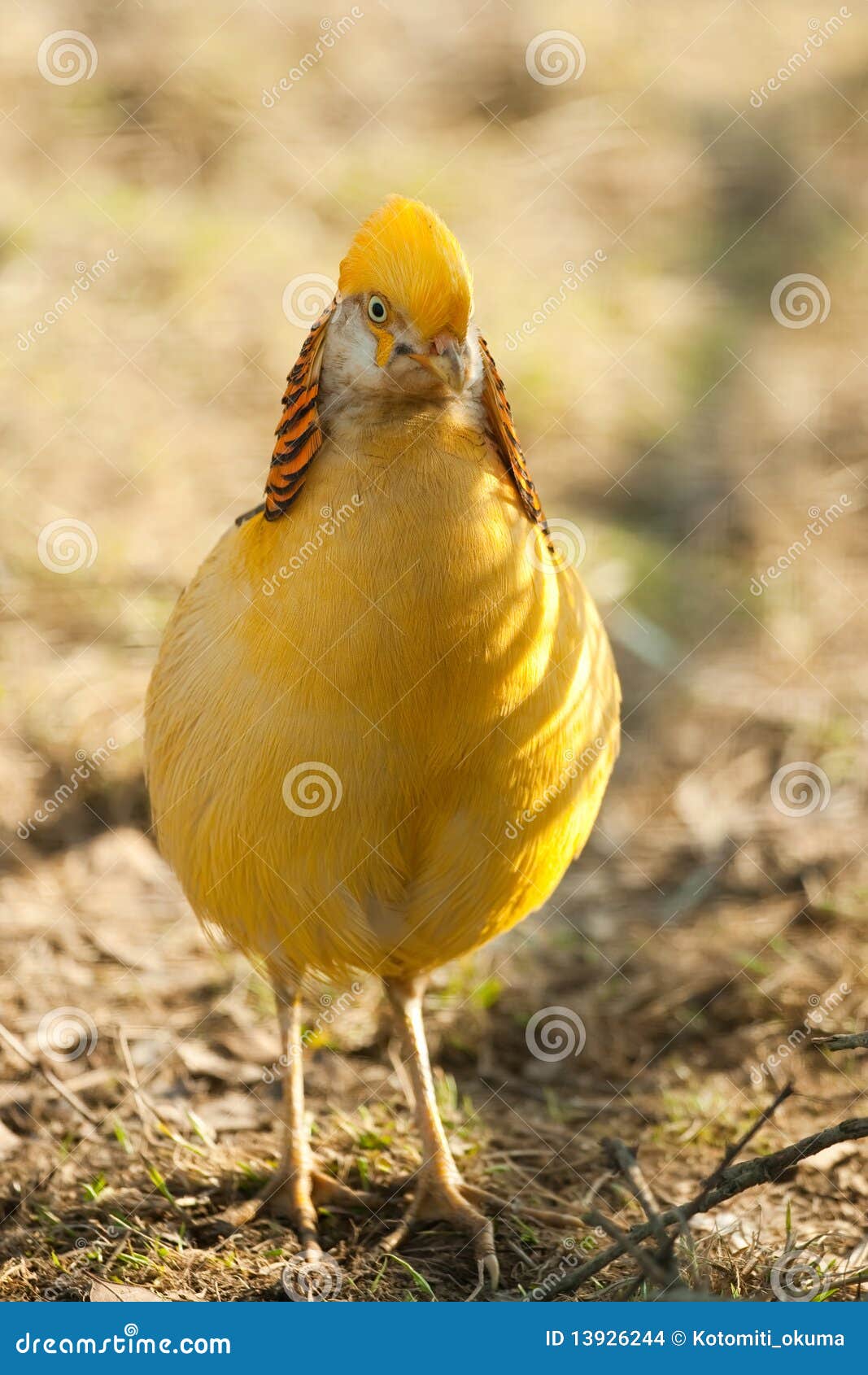 Fagiano dorato splendido fotografia stock. Immagine di rosso - 13926244