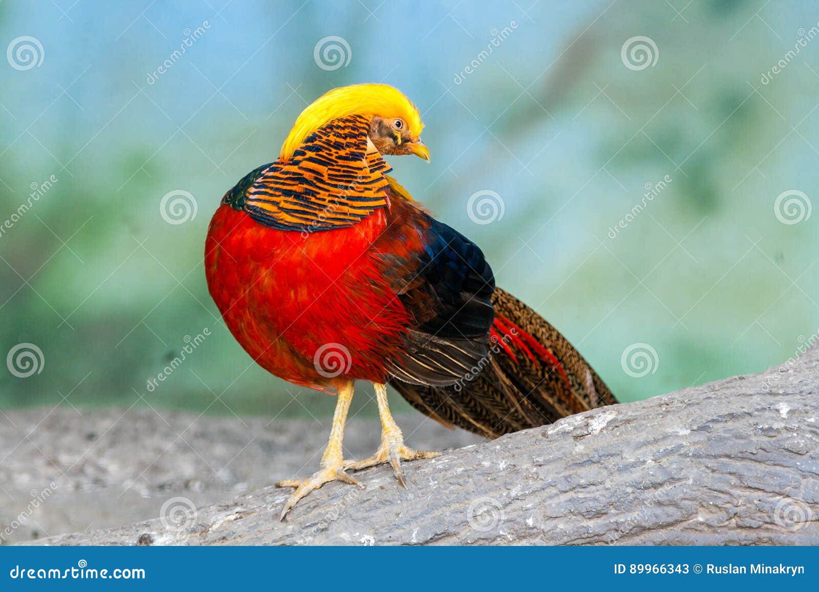 Fagiano dorato su un ramo immagine stock. Immagine di corona - 89966343