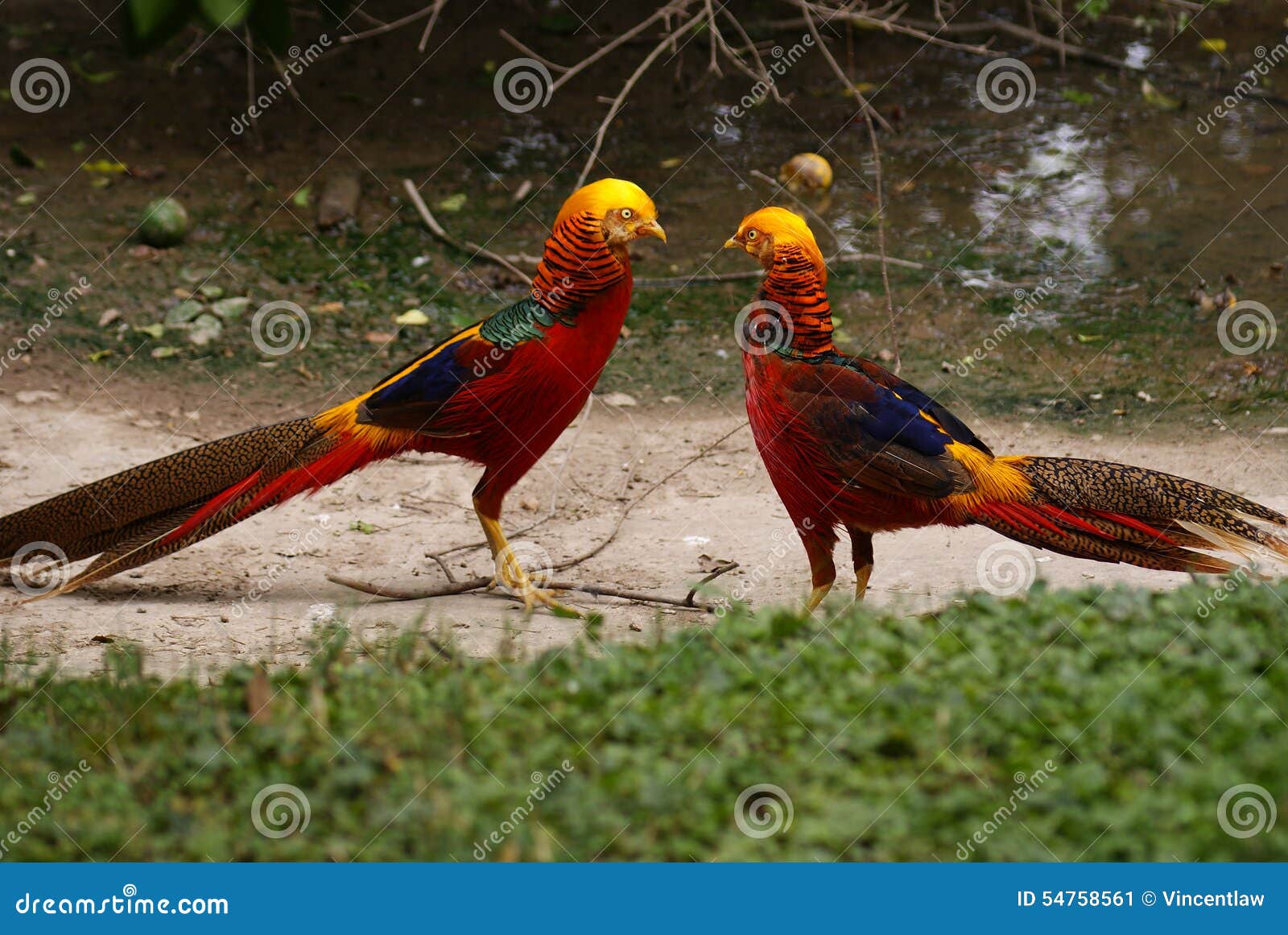 Fagiano dorato variopinto immagine stock. Immagine di cremisi - 54758561