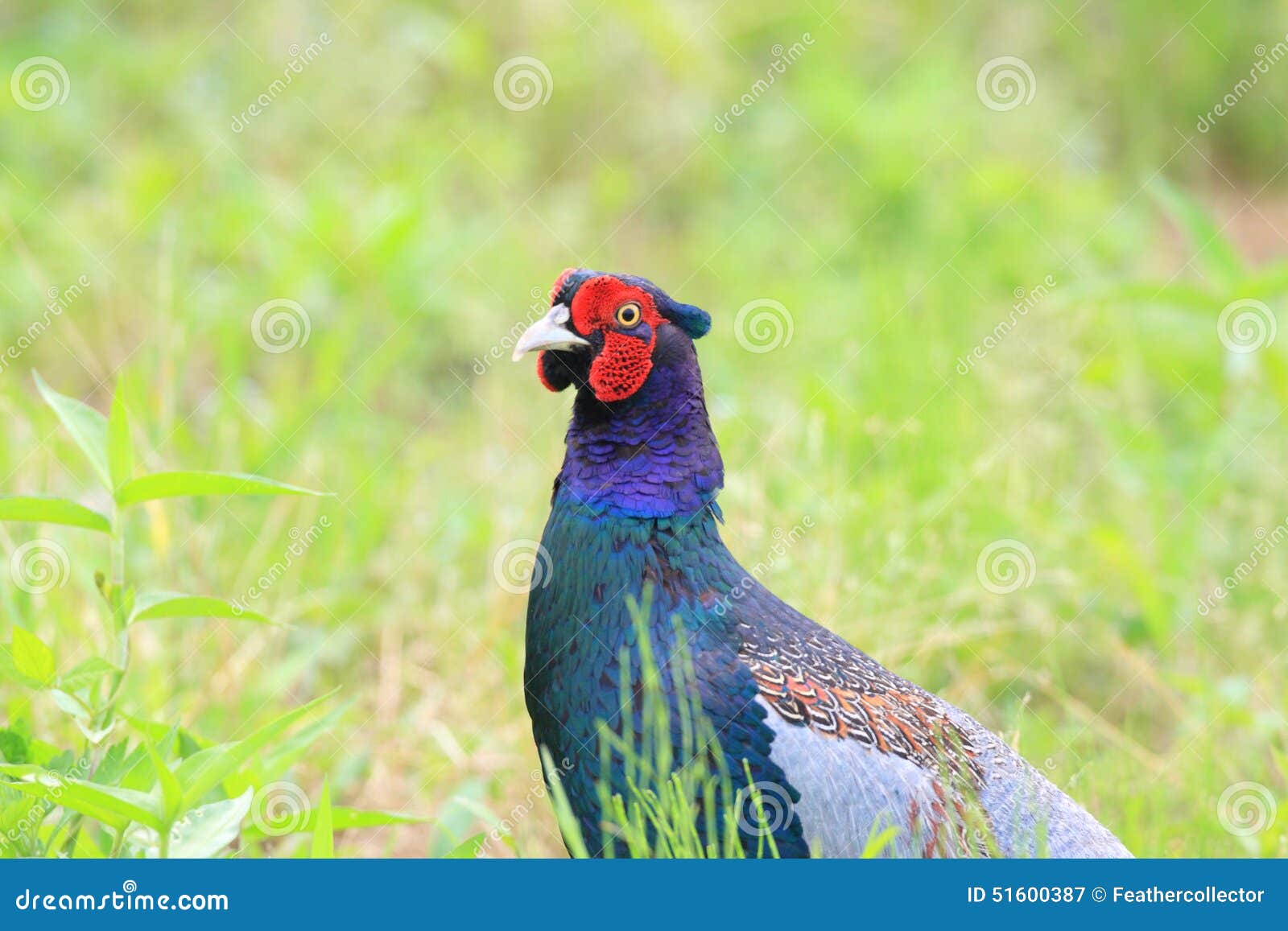 Fagiano giapponese o verde immagine stock. Immagine di animale - 51600387