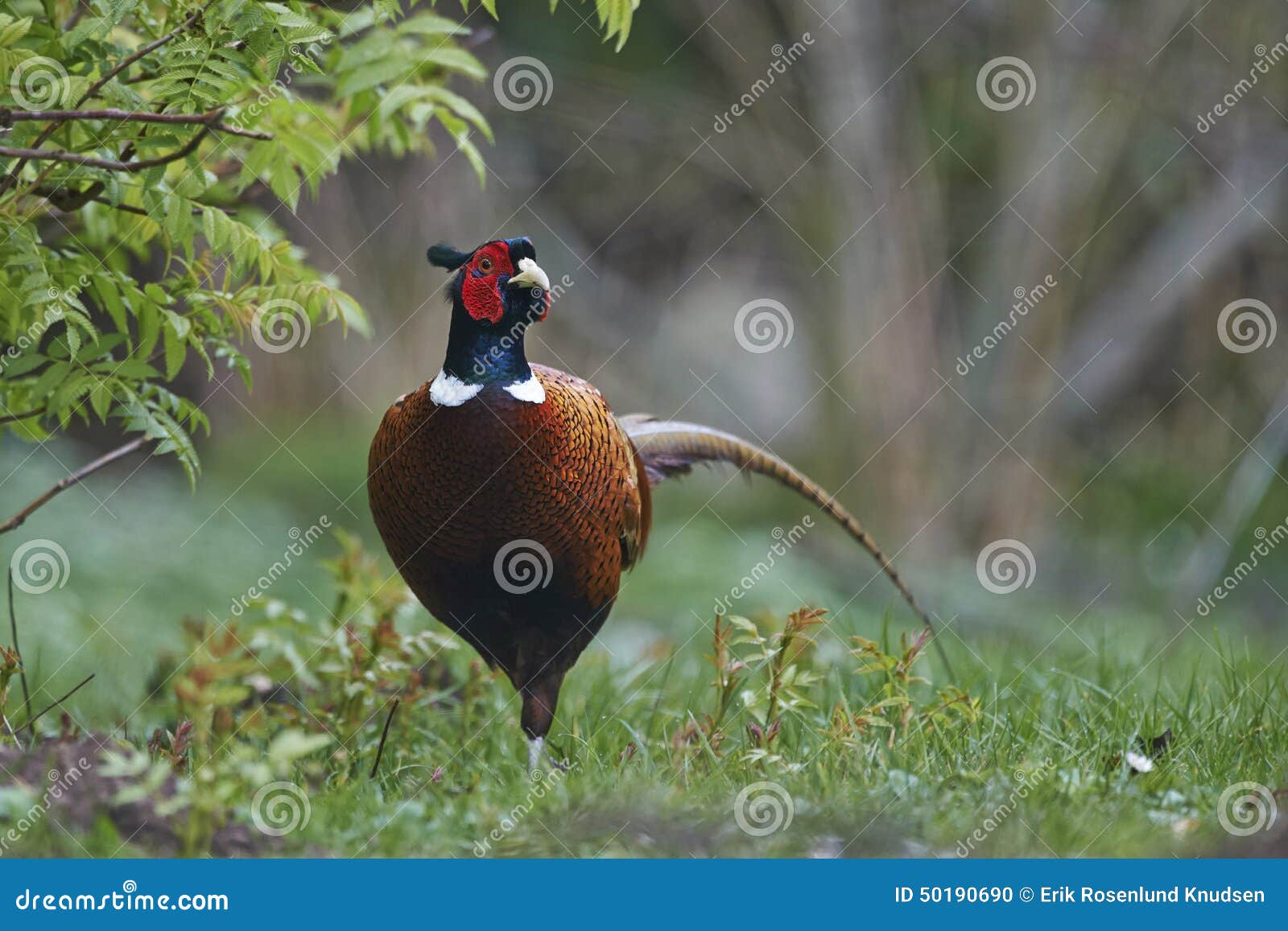 Fagiano, maschio fotografia stock. Immagine di sport - 50190690