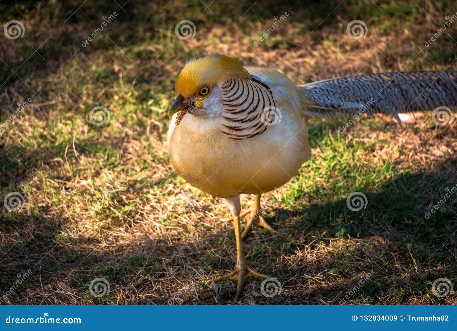 Fagiano Maschio Che Cammina Nel Prato Immagine Stock - Immagine di ...