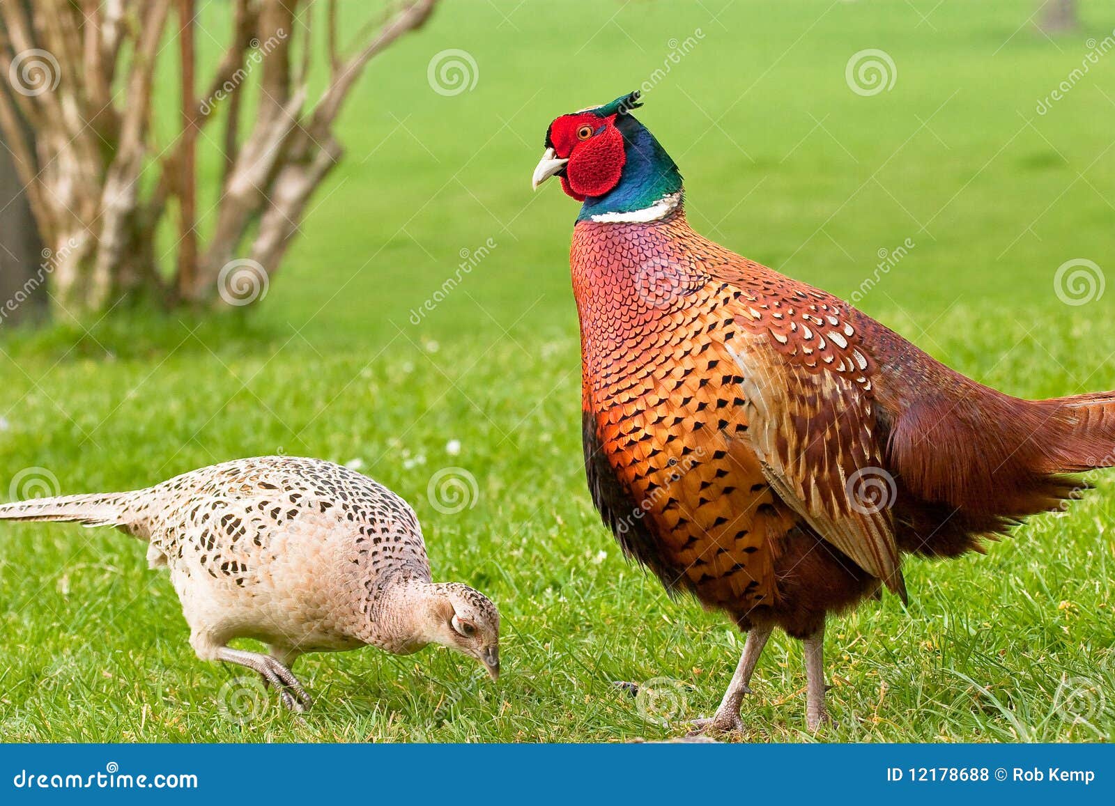 Fagiano Maschio E Femminile Fotografia Stock - Immagine di uccello ...