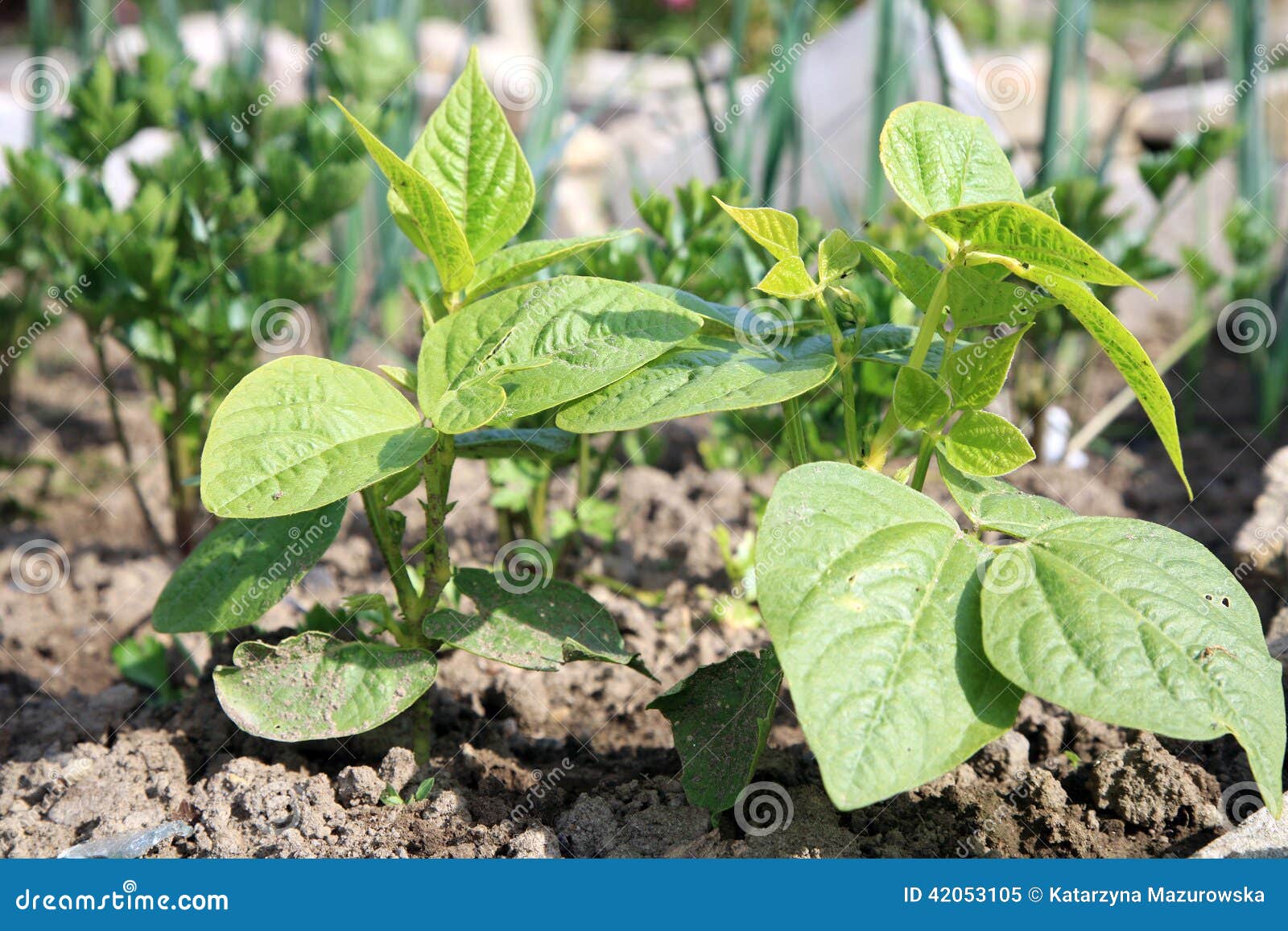 Fagioli freschi immagine stock. Immagine di podere, sviluppo - 42053105