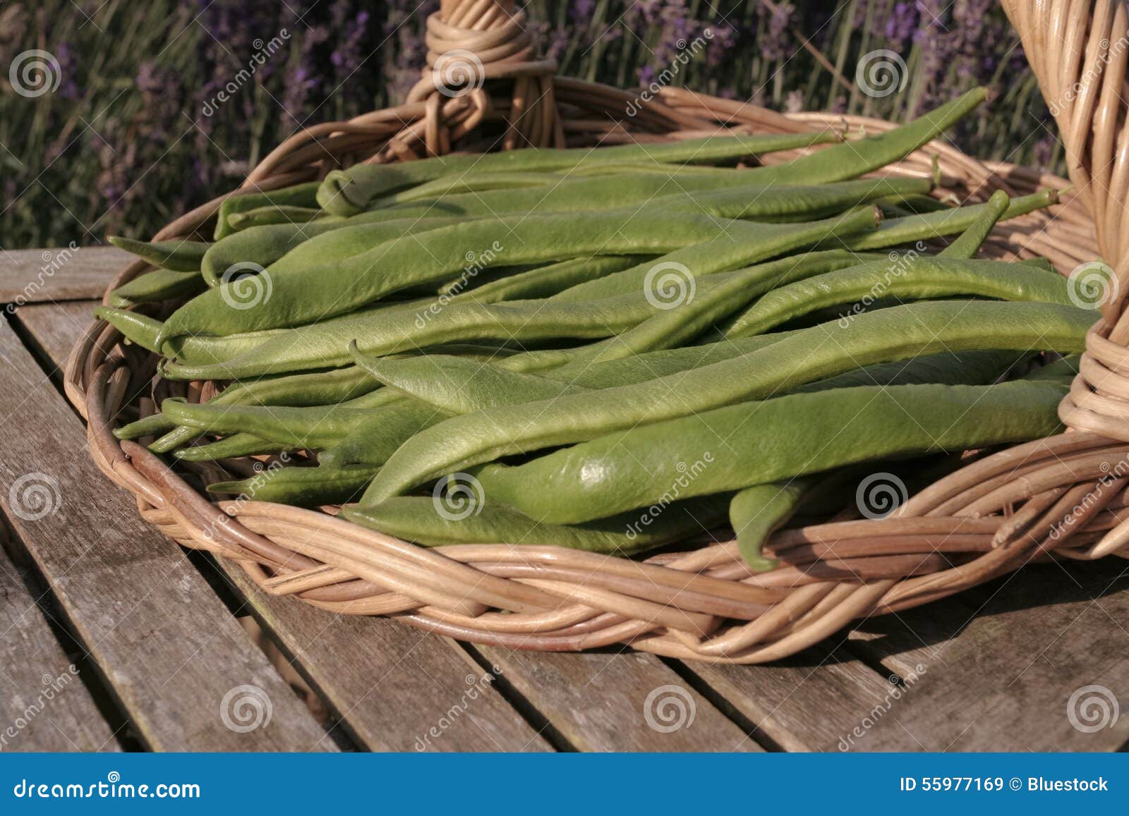 Fagioli rampicanti freschi immagine stock. Immagine di maturo - 55977169