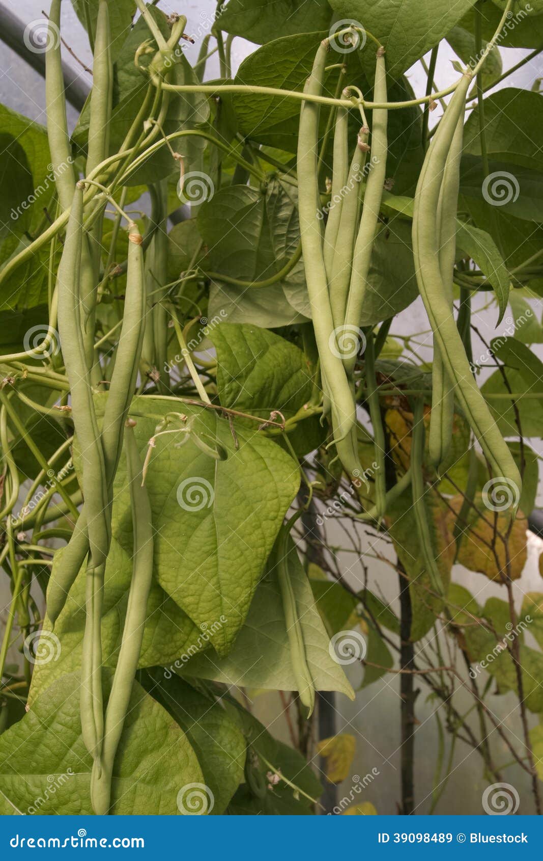 Fagiolini immagine stock. Immagine di vegano, fresco - 39098489