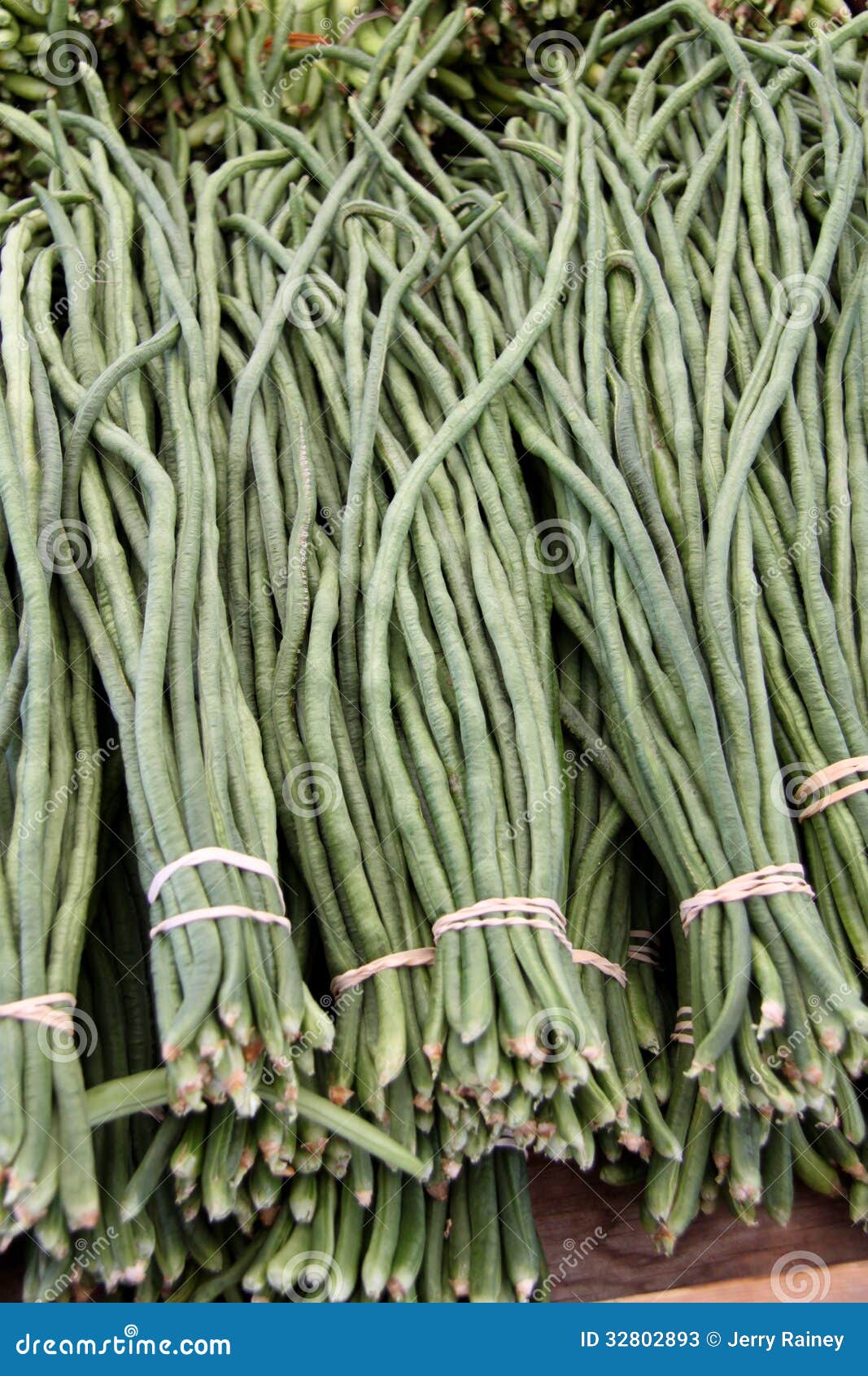 Fagiolini Lunghi Di Recente Selezionati Immagine Stock - Immagine di ...