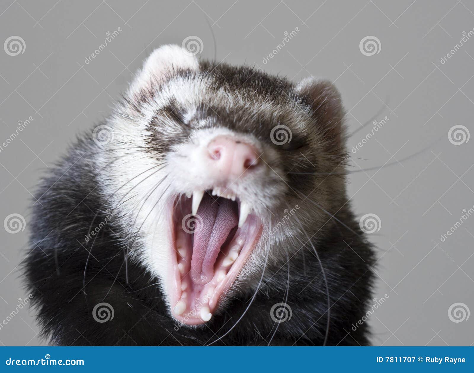 Fagiolo il furetto immagine stock. Immagine di mouse, isolato - 7811707