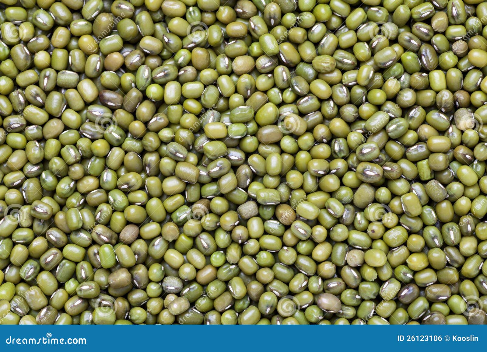 Fagiolo verde fotografia stock. Immagine di cucina, bianco - 26123106