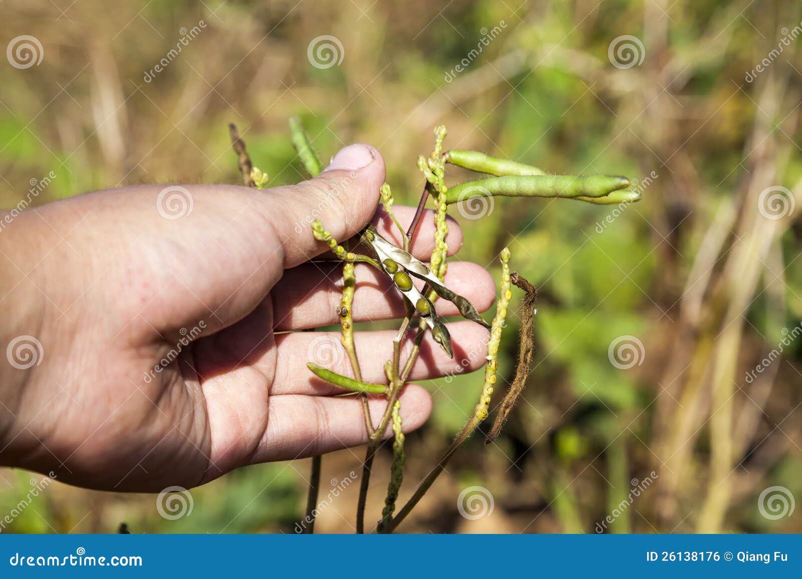 Fagiolo verde verde fotografia stock. Immagine di salute - 26138176